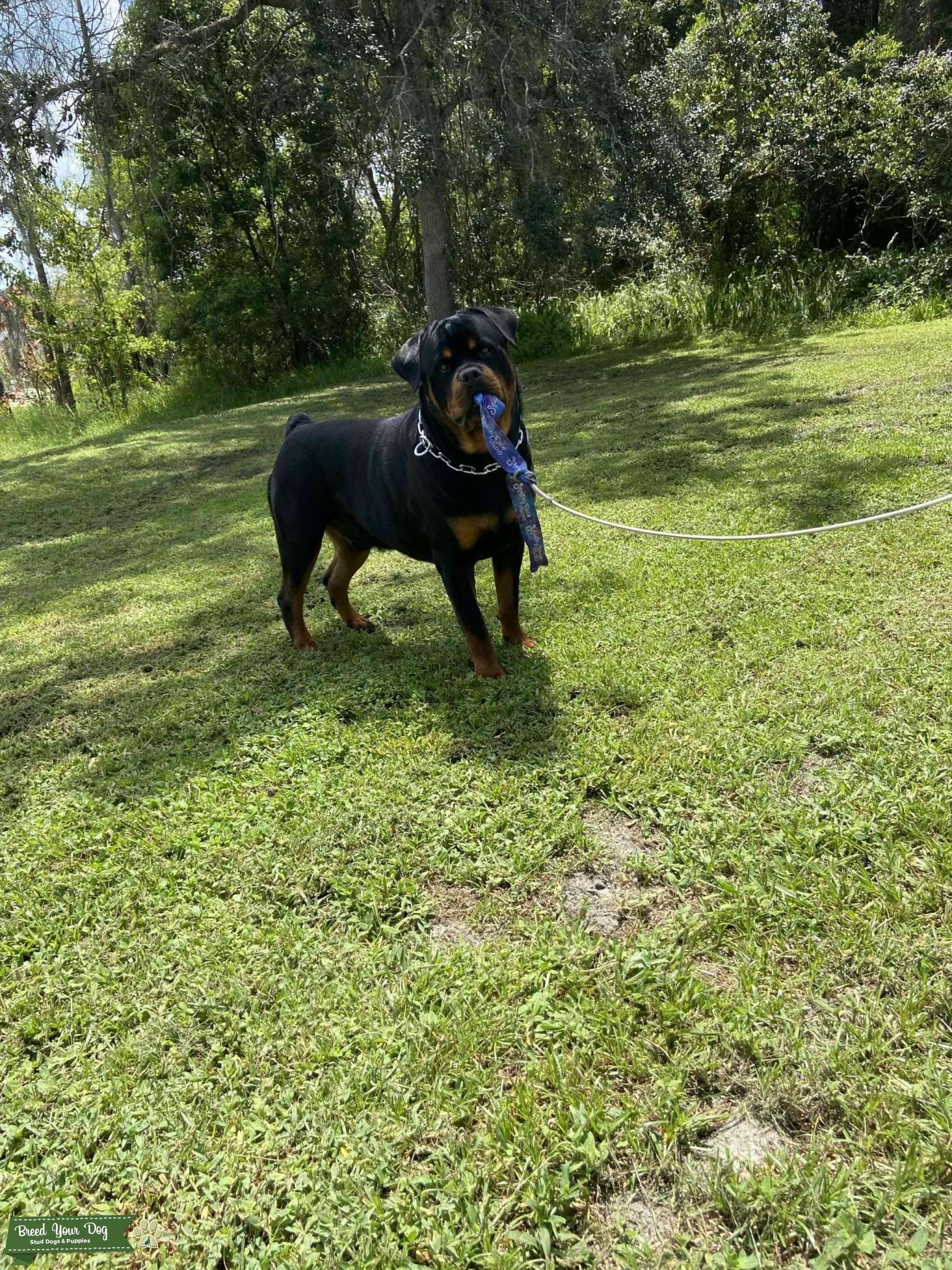 Rottweiler stud - Stud Dog in Florida , Puerto Rico | Breed Your Dog