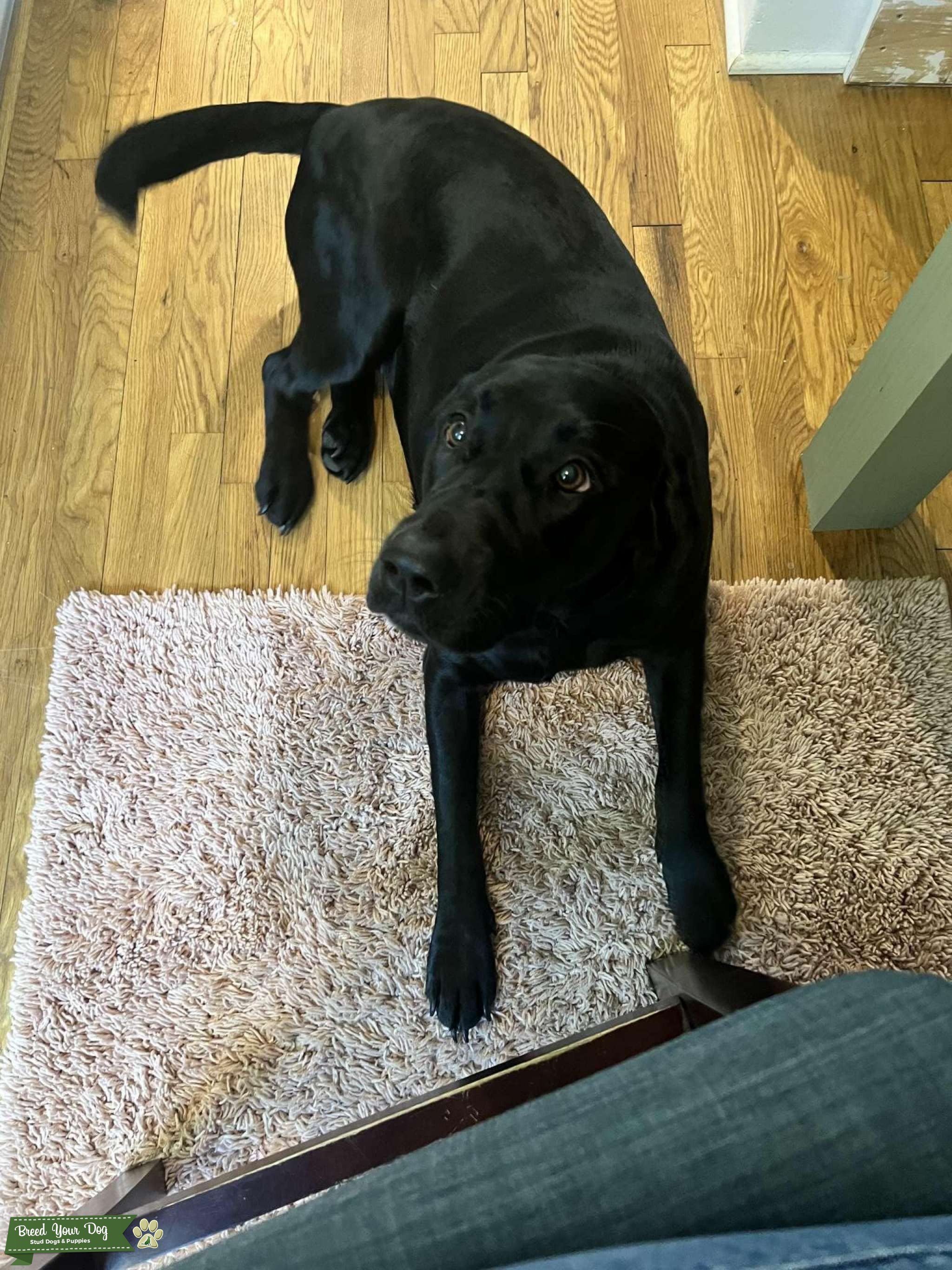 Black Lab - Stud Dog Virginia - Breed Your Dog