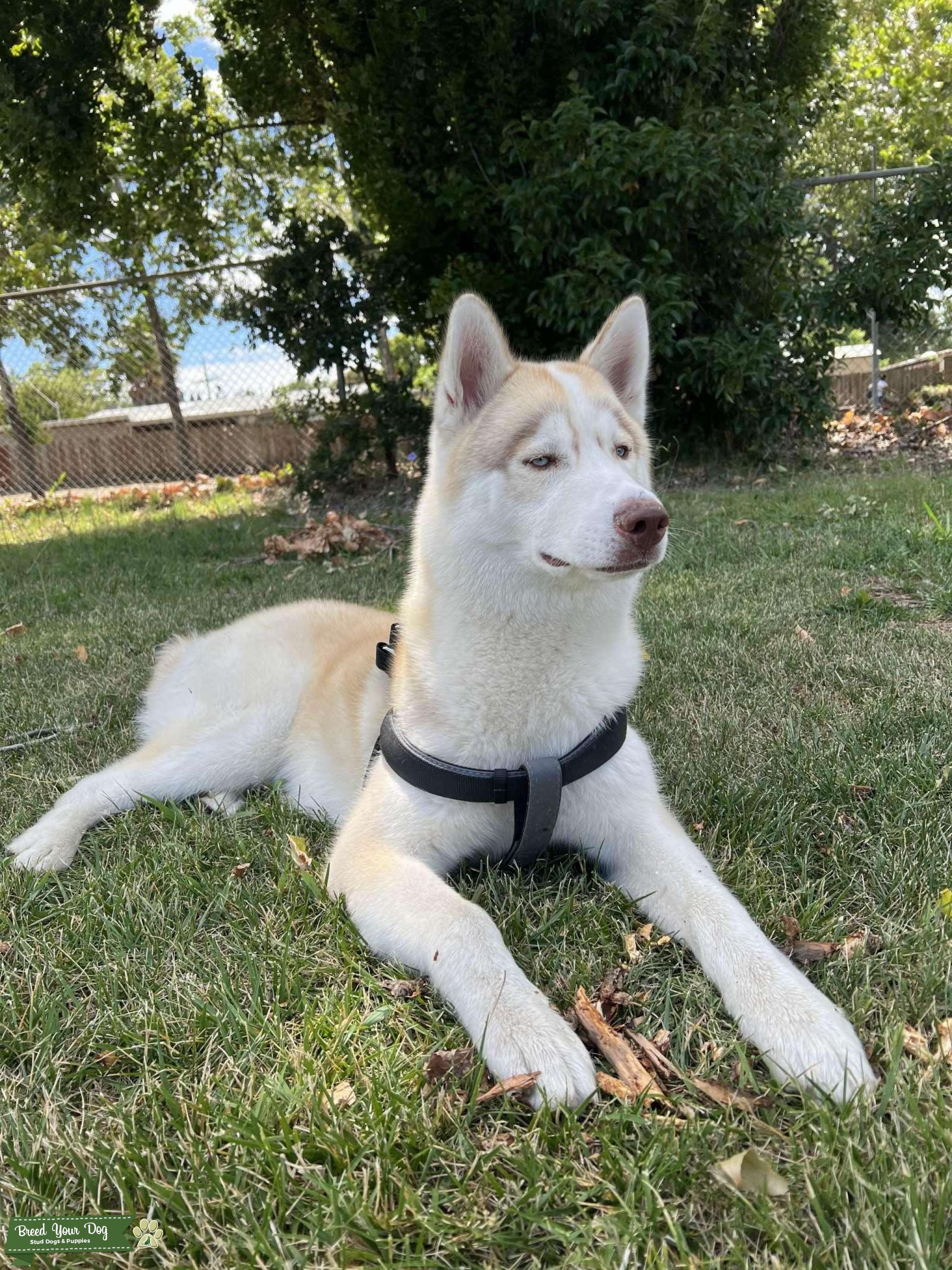 Blue Eyed Siberian husky stud - Stud Dog in Northern California, United ...