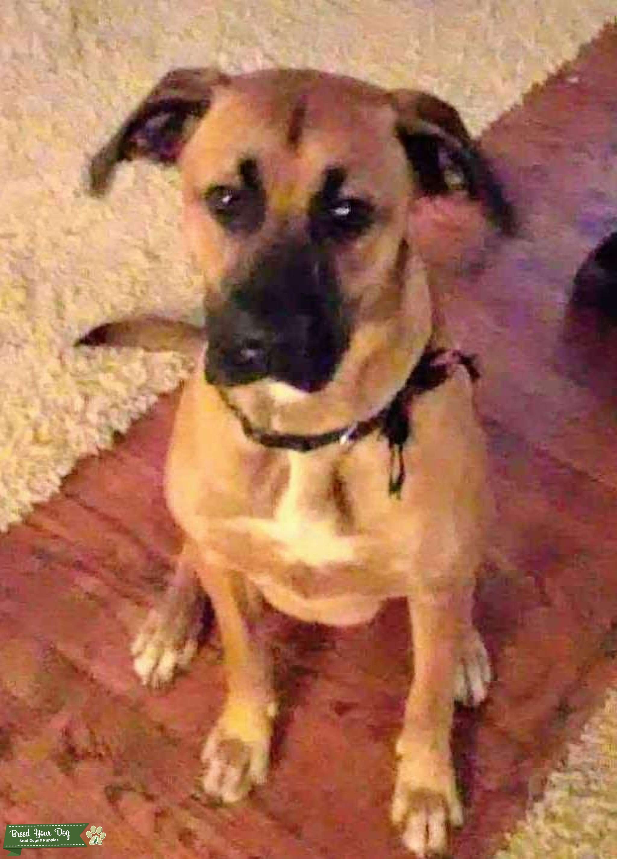 Beautiful brown boxador - Stud Dog in Missouri, the United States ...