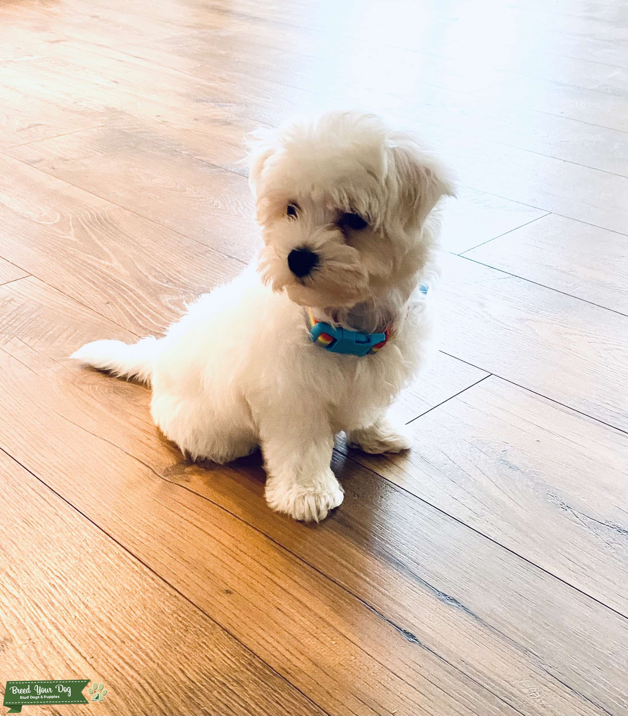 Maltese Stud - Stud Dog in Virginia, the United States | Breed Your Dog