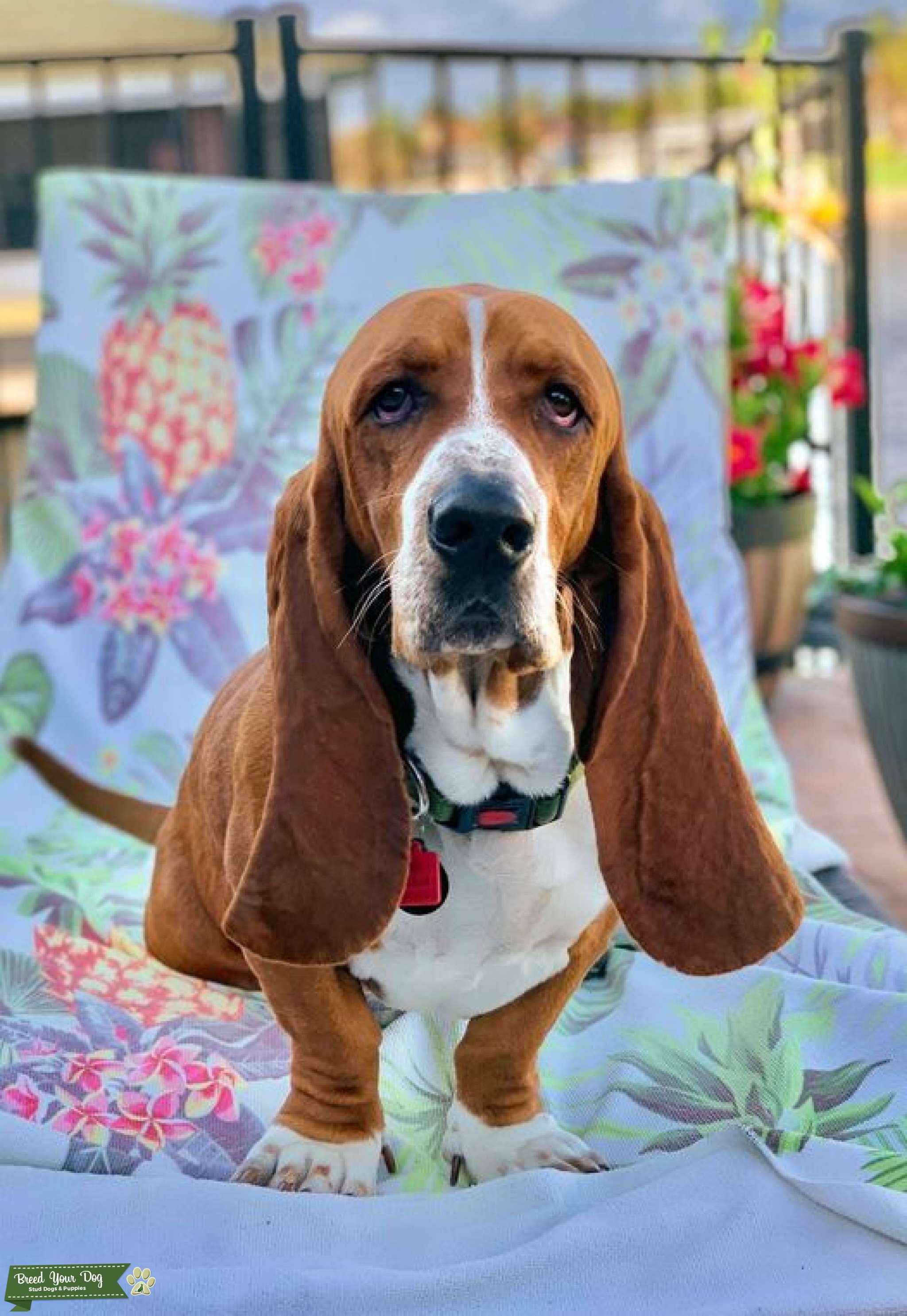 CKC Basset Hound Stud - Stud Dog in Florida, the United States | Breed ...