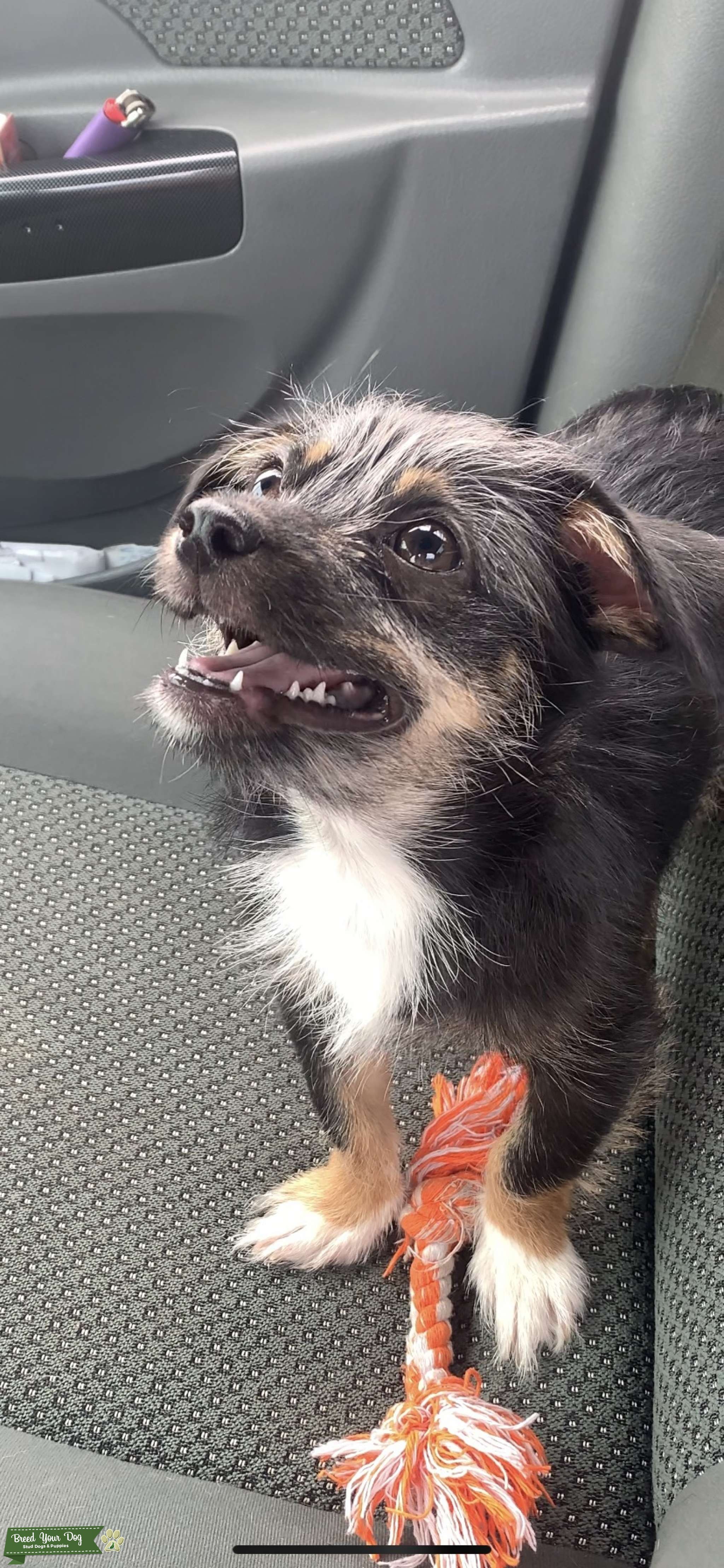 Black/White/Brown ShiChi - Stud Dog in West Virginia, the United States ...