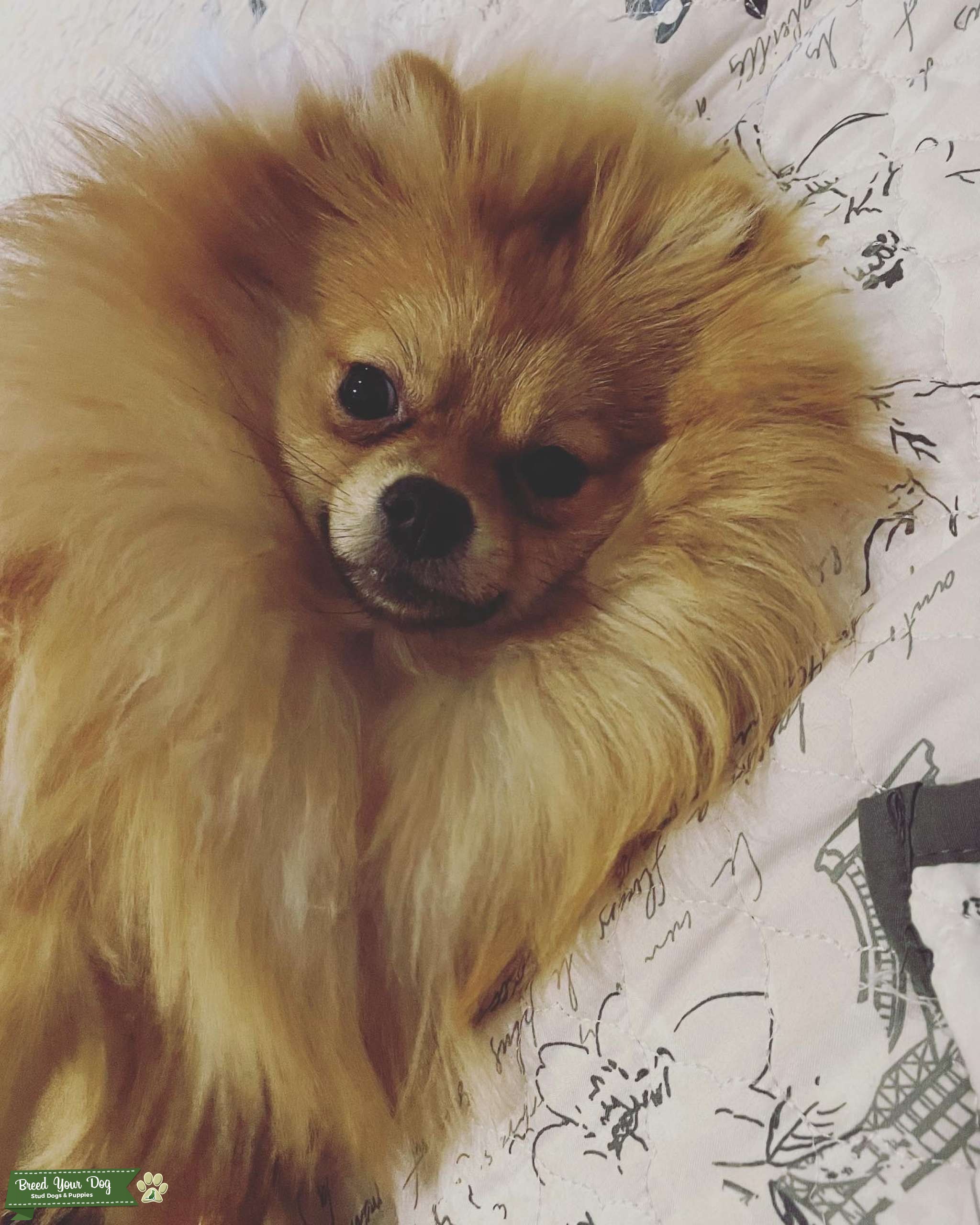 Pomeranian Male - Stud Dog in New York , United States | Breed Your Dog