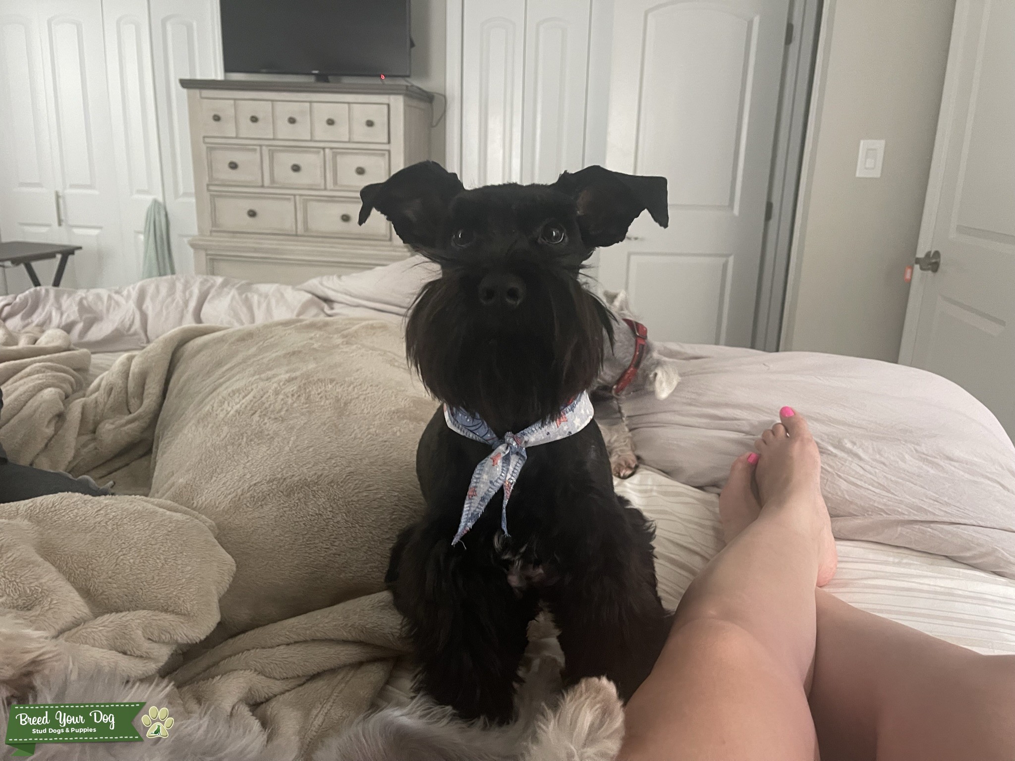 Female Mini Schnauzer - Stud Dog in North Jersey, the United States ...