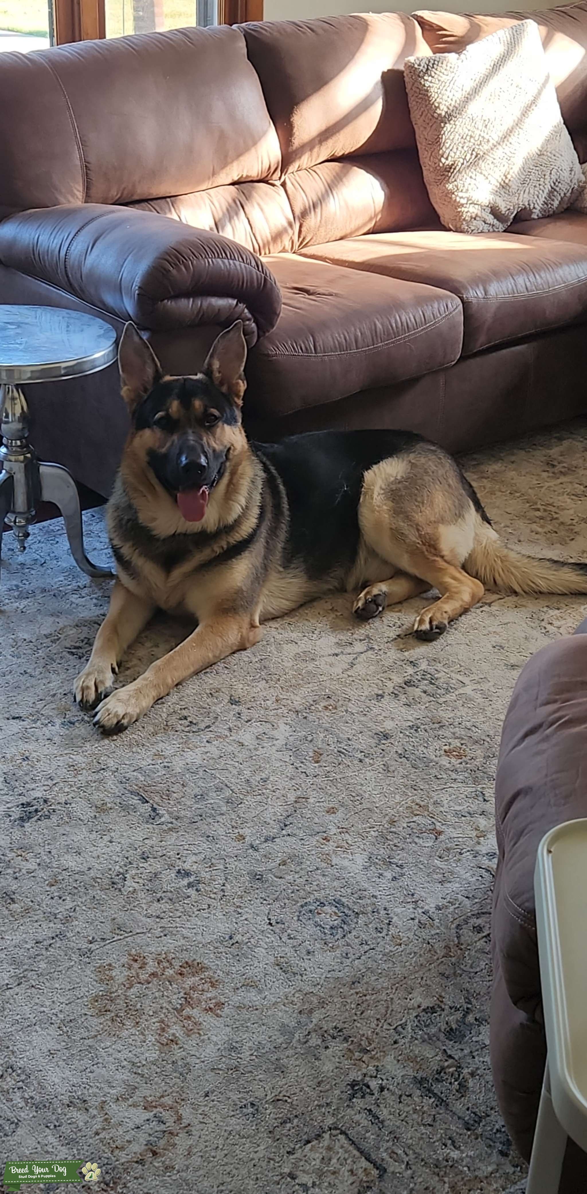 German Shepard Dog - Stud Dog Pennsylvania - Breed Your Dog