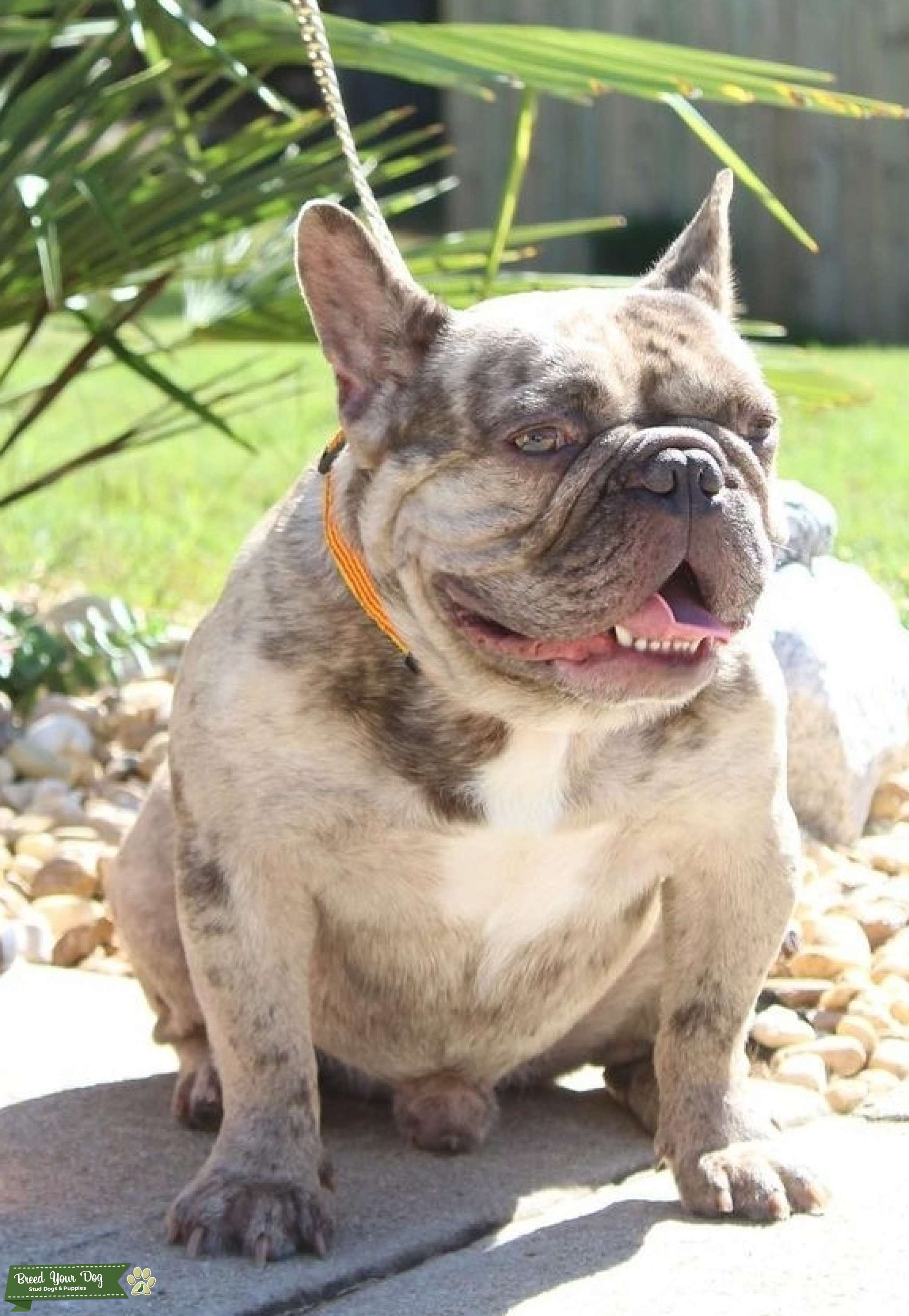 Merle French Bulldog - Stud Dog in South Carolina, the United States ...
