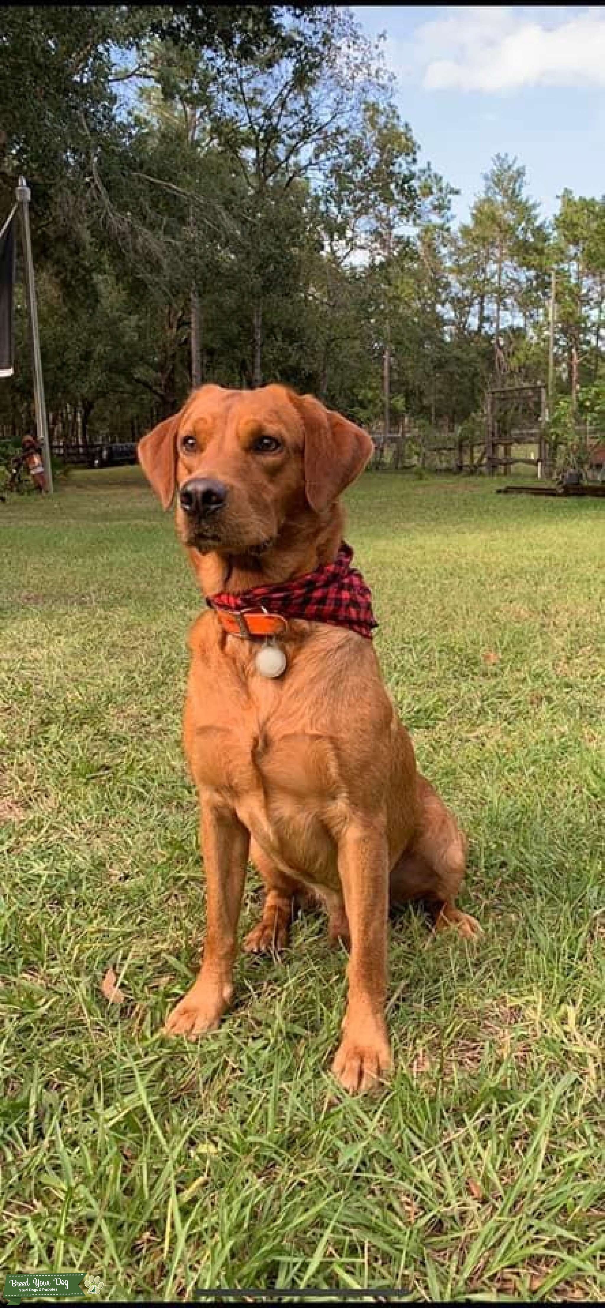 English Fox Red Labrador - Stud Dog in Central Florida, United States ...