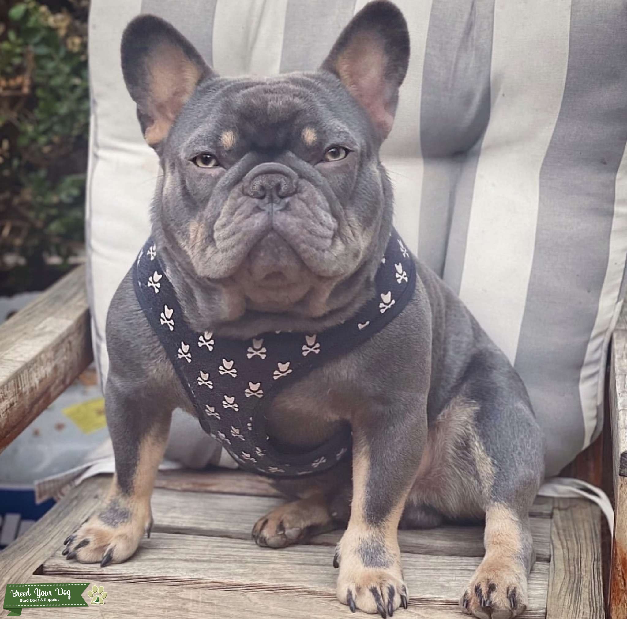 Frenchie Stud - Stud Dog in Ca , United States | Breed Your Dog