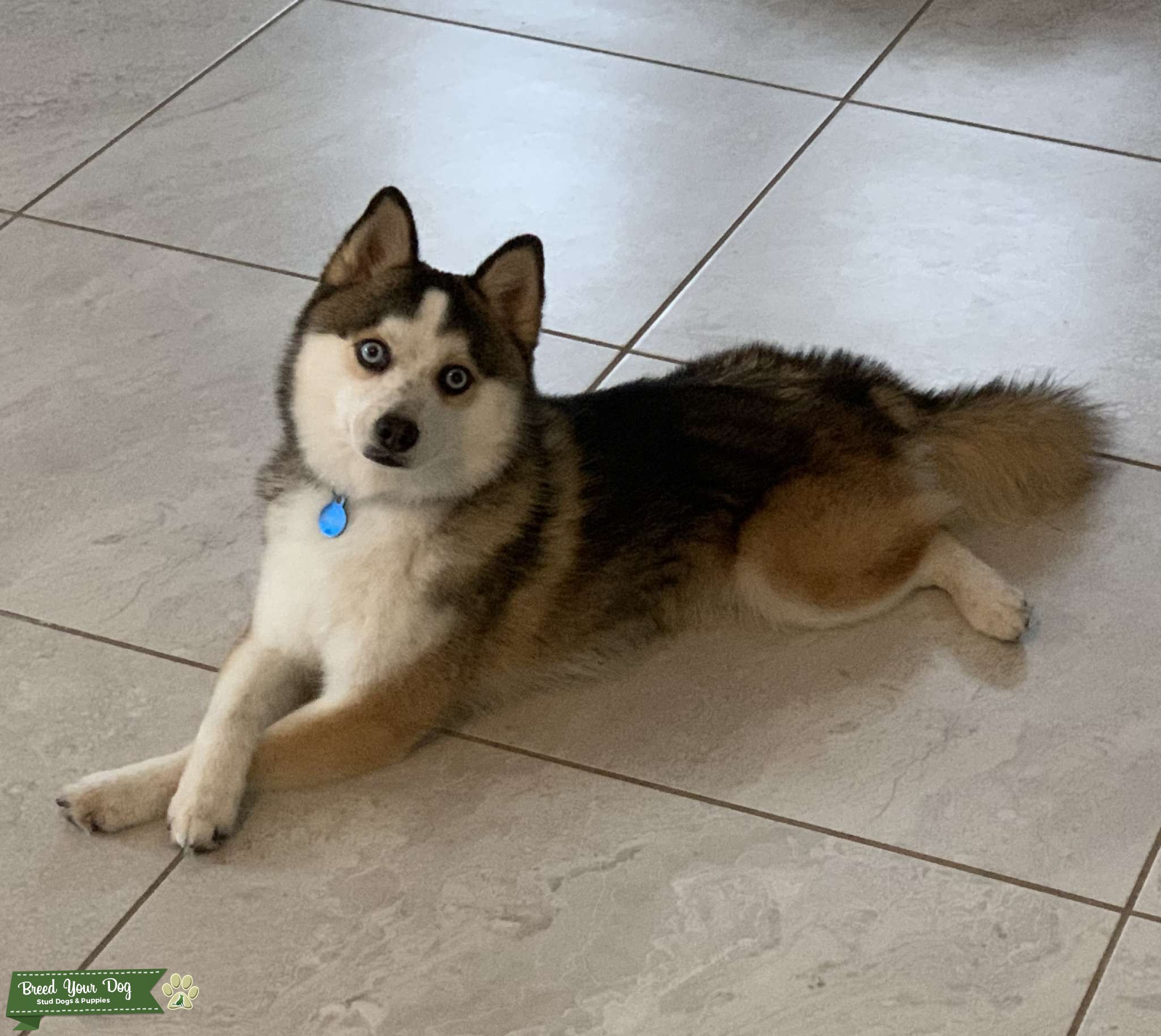 STUD Pomsky 50/50 for Breeding - Stud Dog in Southeast, the United ...