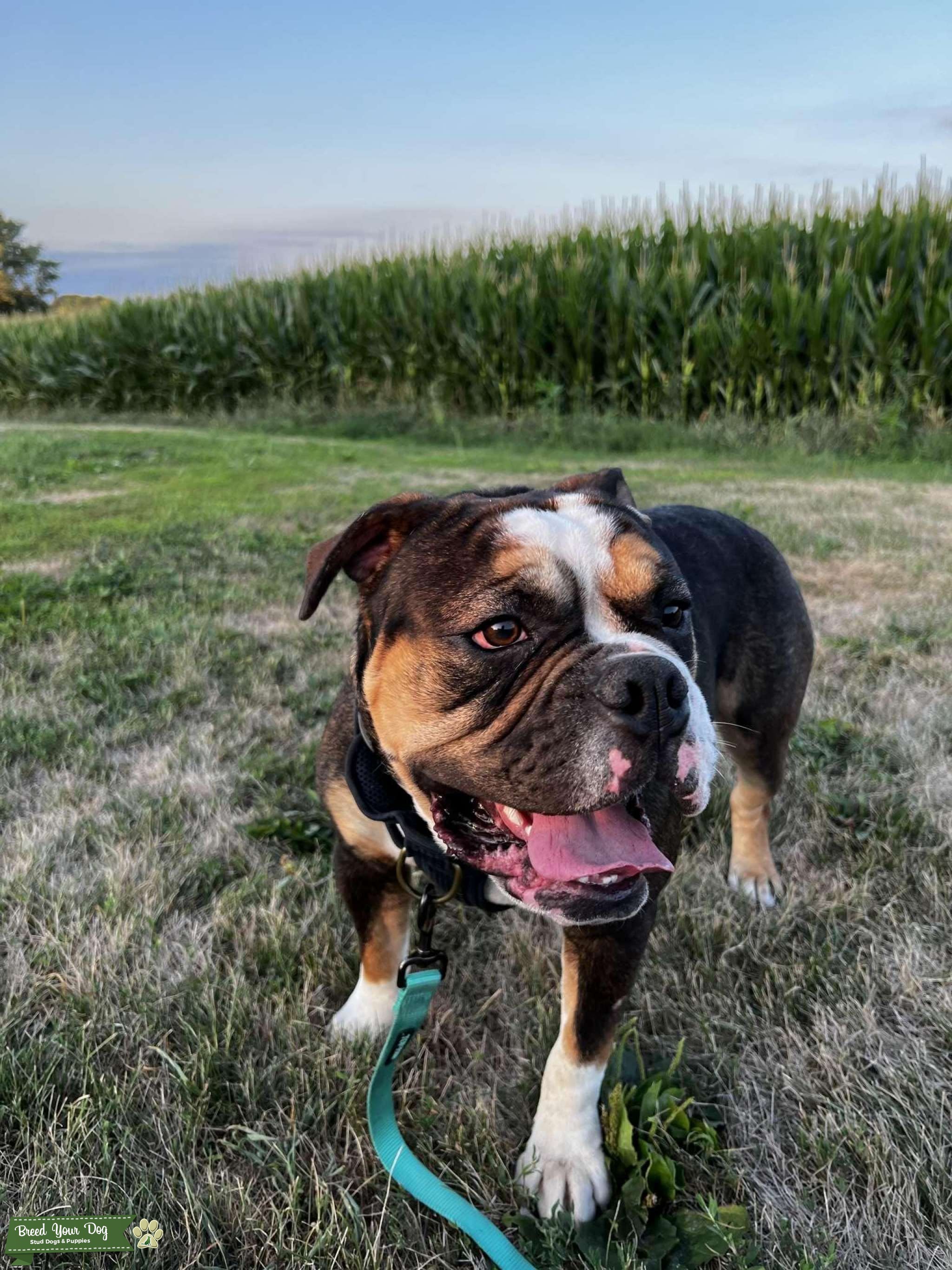 OEB STUD!! - Stud Dog in Grinnell, Australia | Breed Your Dog