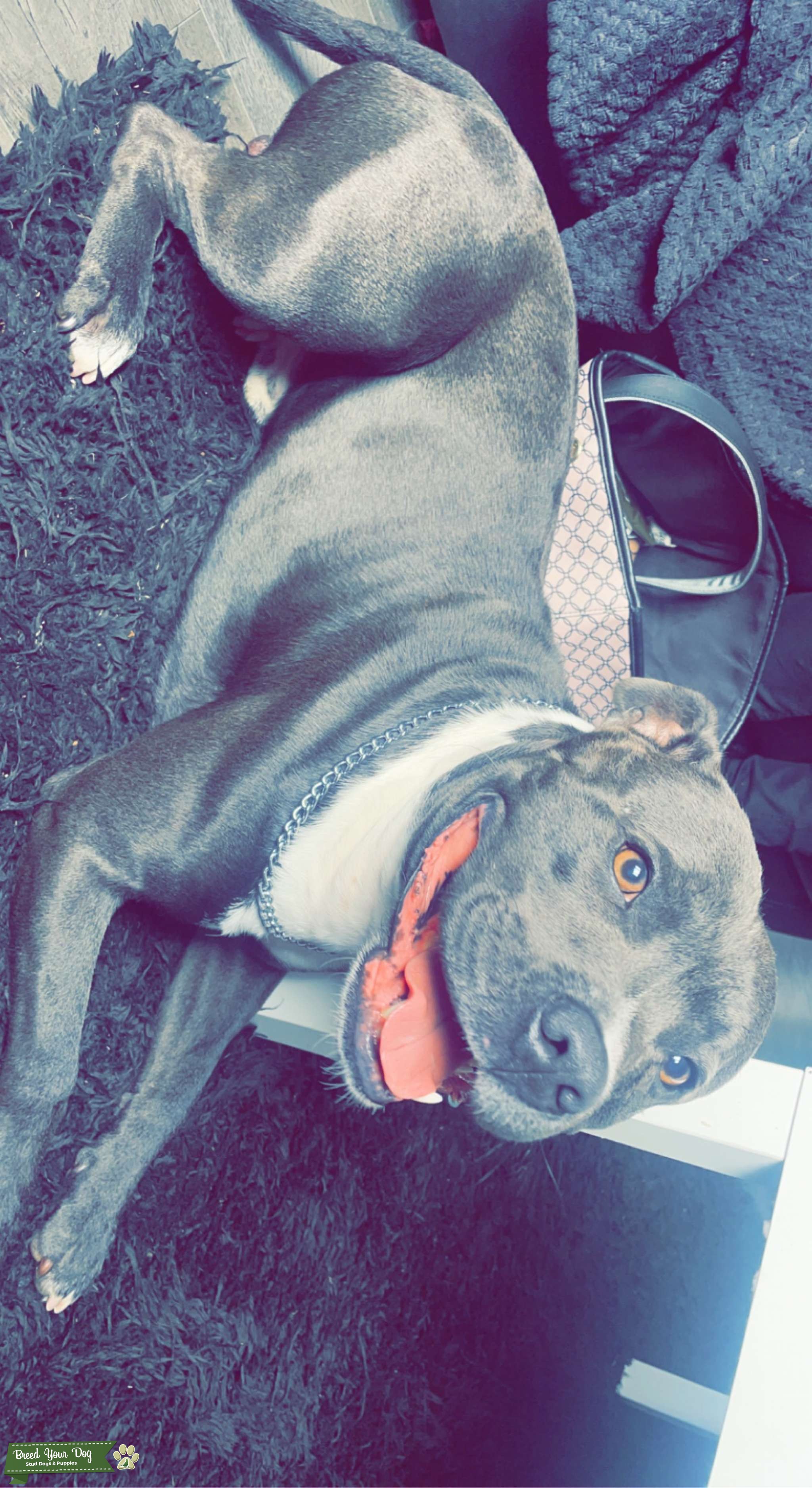 Blue staffy for stud - Stud Dog Swadlincote - Breed Your Dog