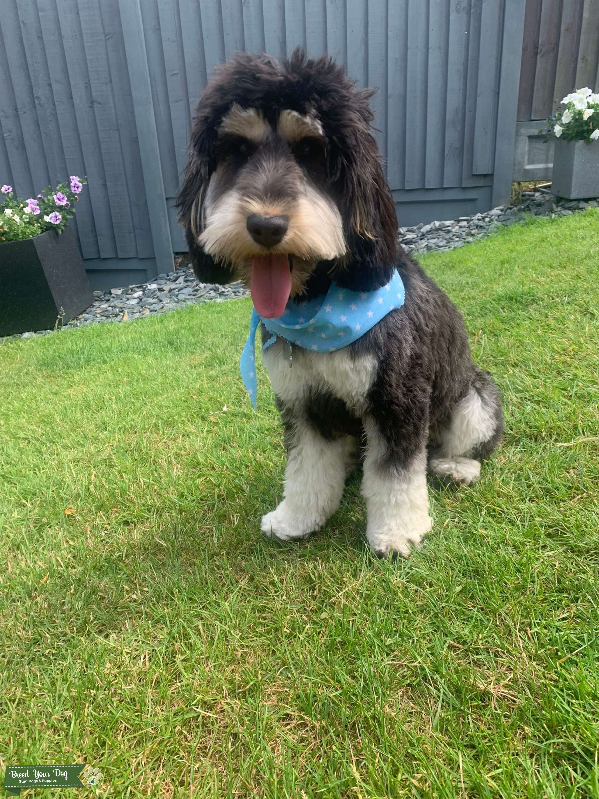 Phantom sable cockapoo - Stud Dog in Essex, the United Kingdom | Breed ...