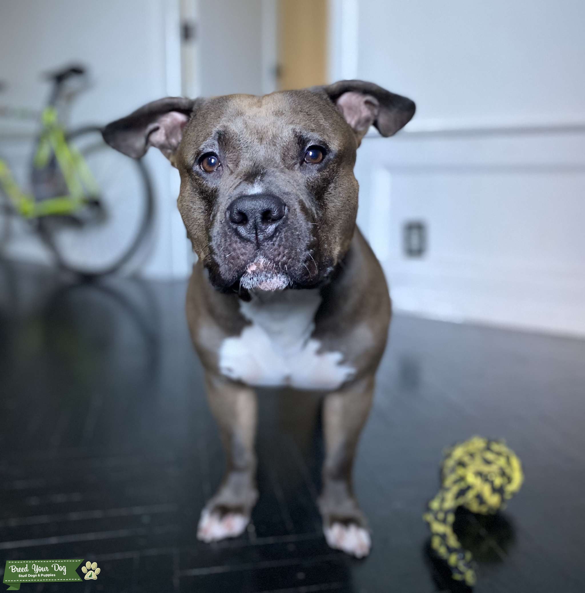 Brown American Bully - Stud Dog in New Jersey , Brazil | Breed Your Dog