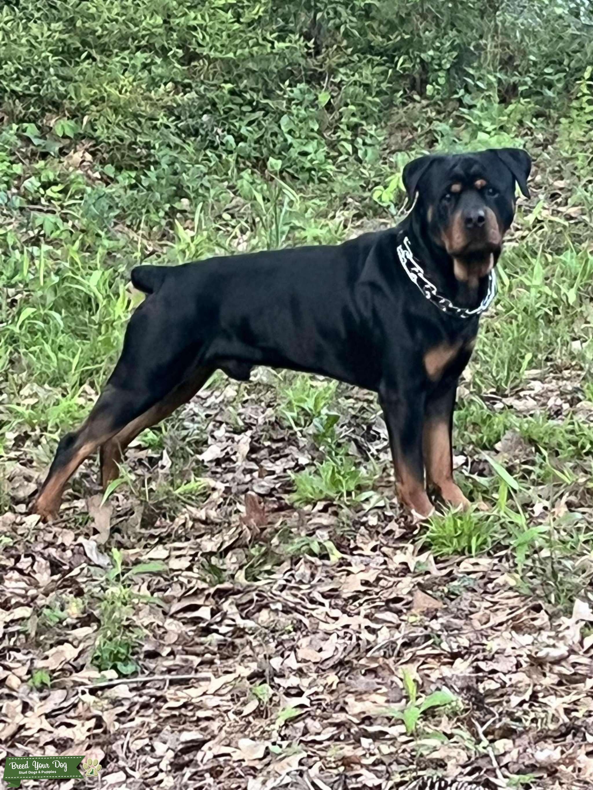 Pure Bred German Rottweiler - Stud Dog midwest - Breed Your Dog