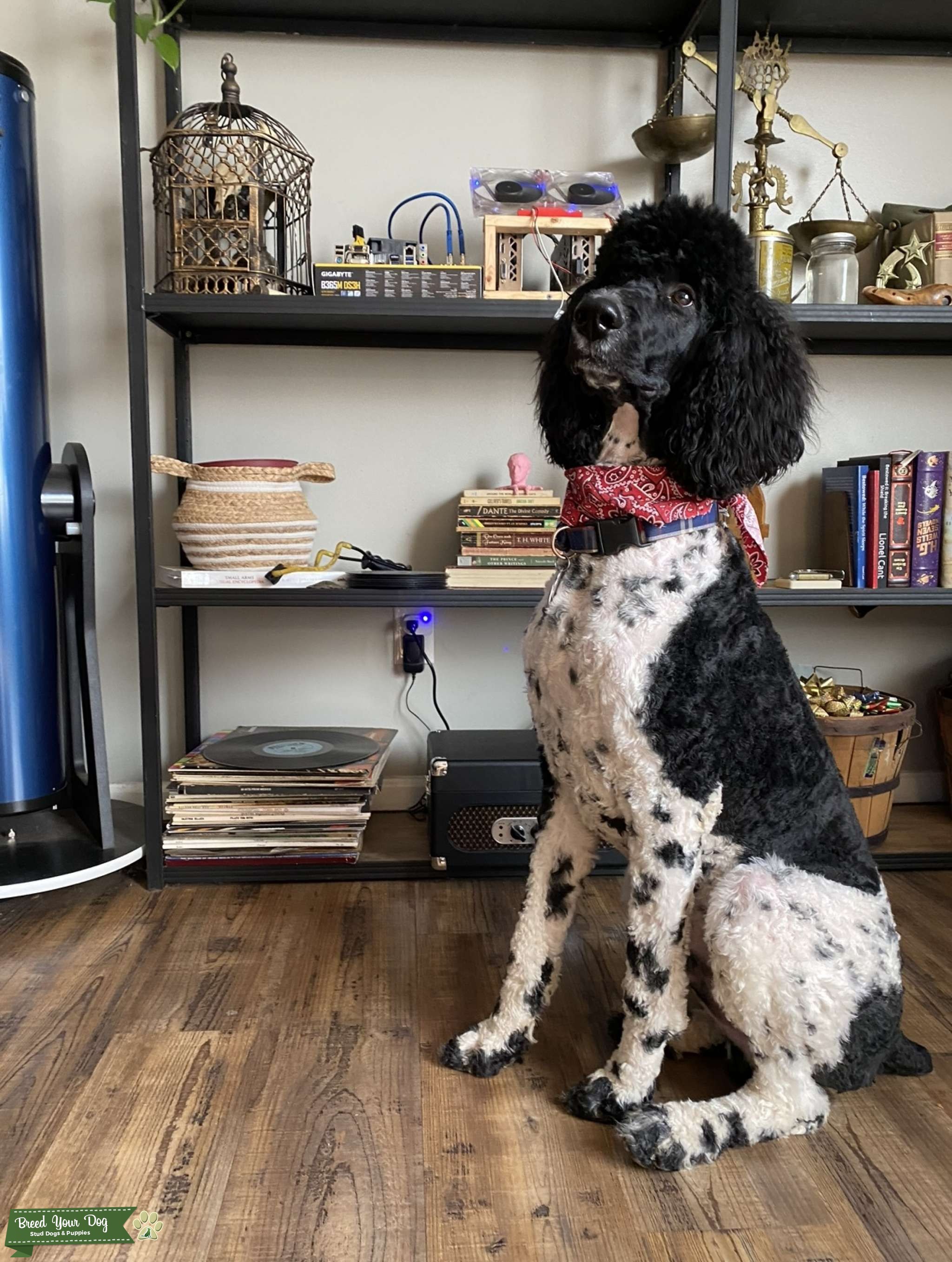 Standard parti poodle - Stud Dog in South Carolina , United States ...