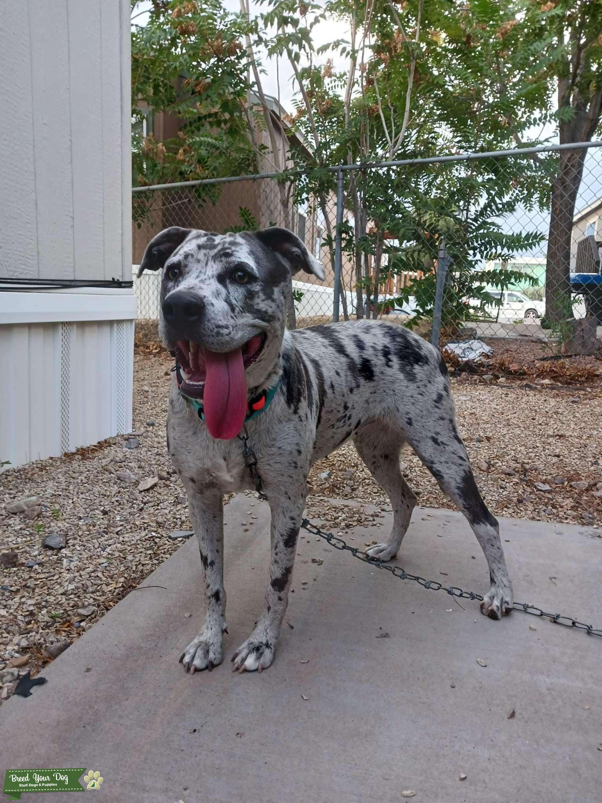 Female Merle - Stud Dog in Las Cruces NM , the United States | Breed ...