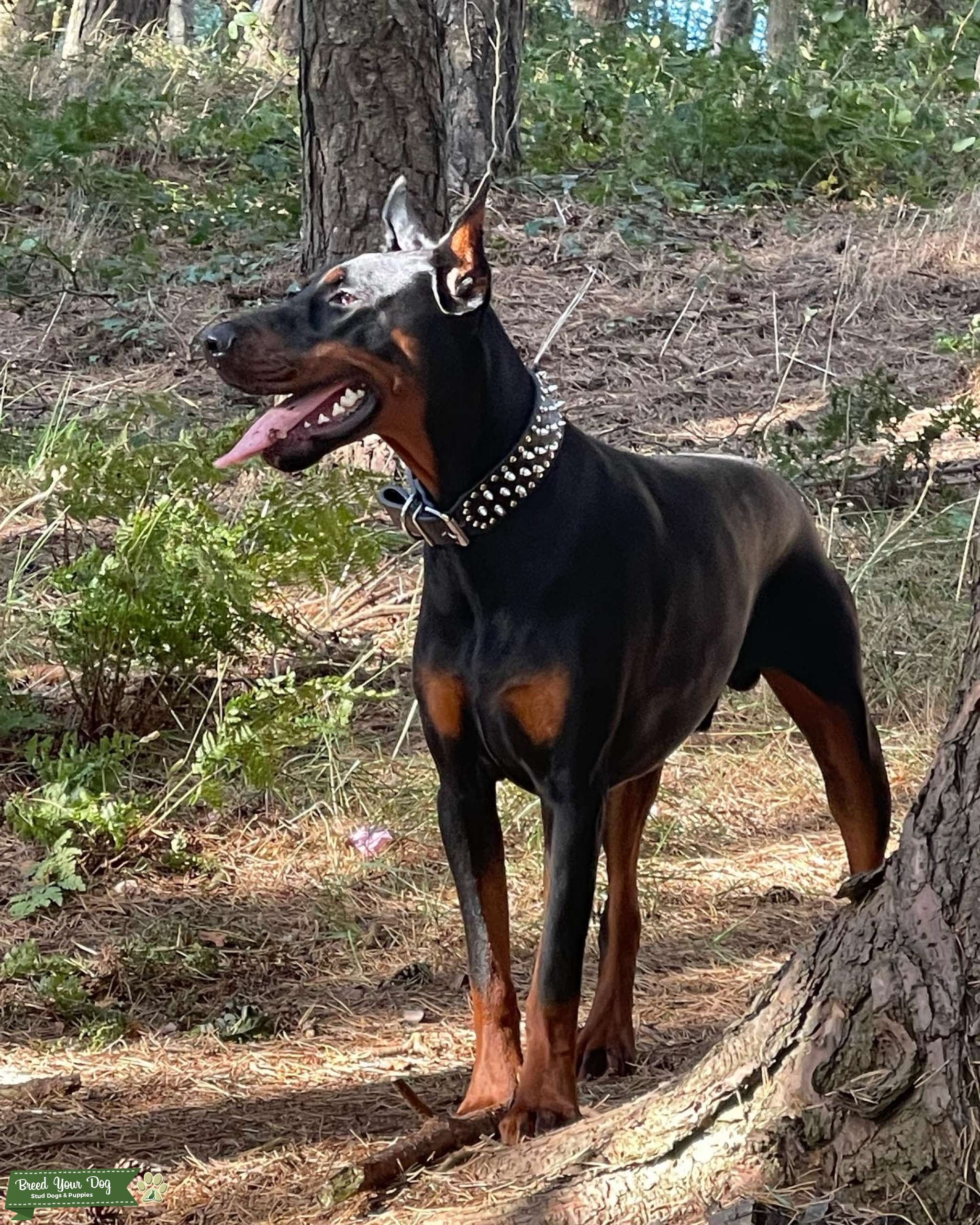 Doberman - Stud Dog in County down, the United States | Breed Your Dog