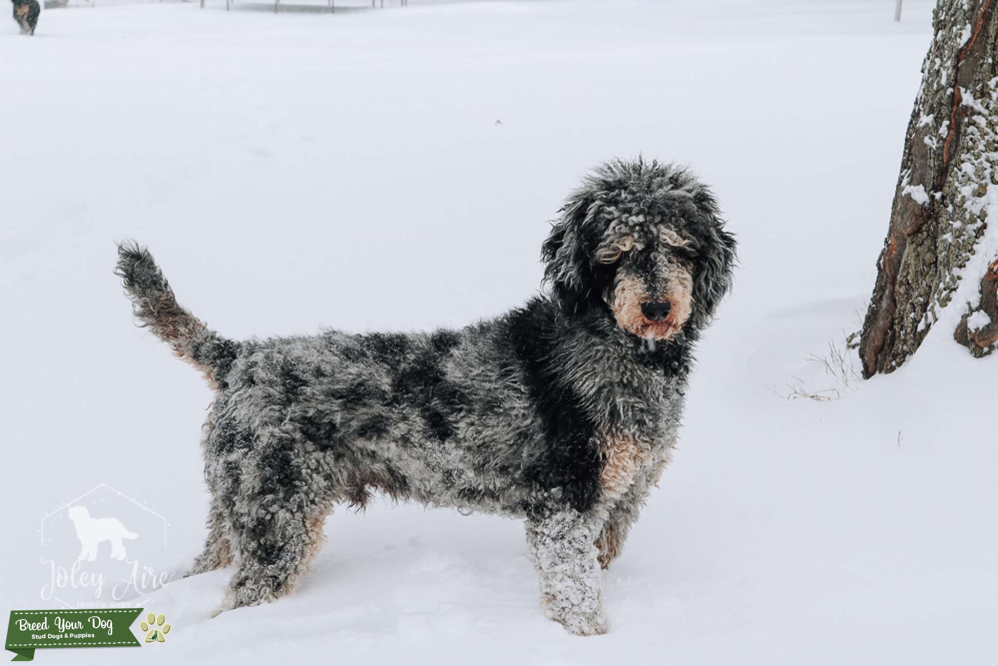 Phantom Merle Doodle Friendly Poodle - Stud Dog in Illinois, United ...