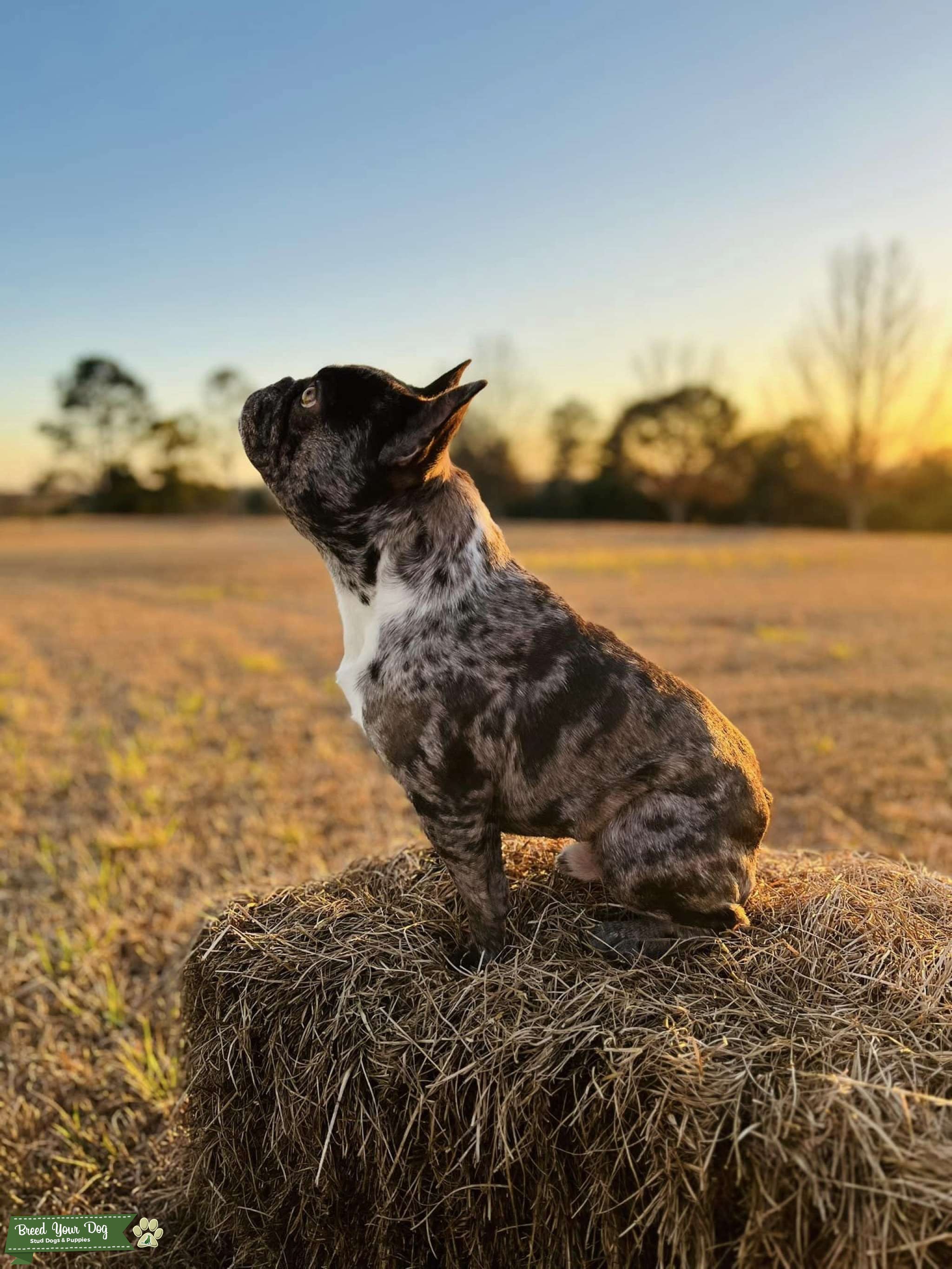 Chocolate Merle French Bulldog - Stud Dog Alabam - Breed Your Dog