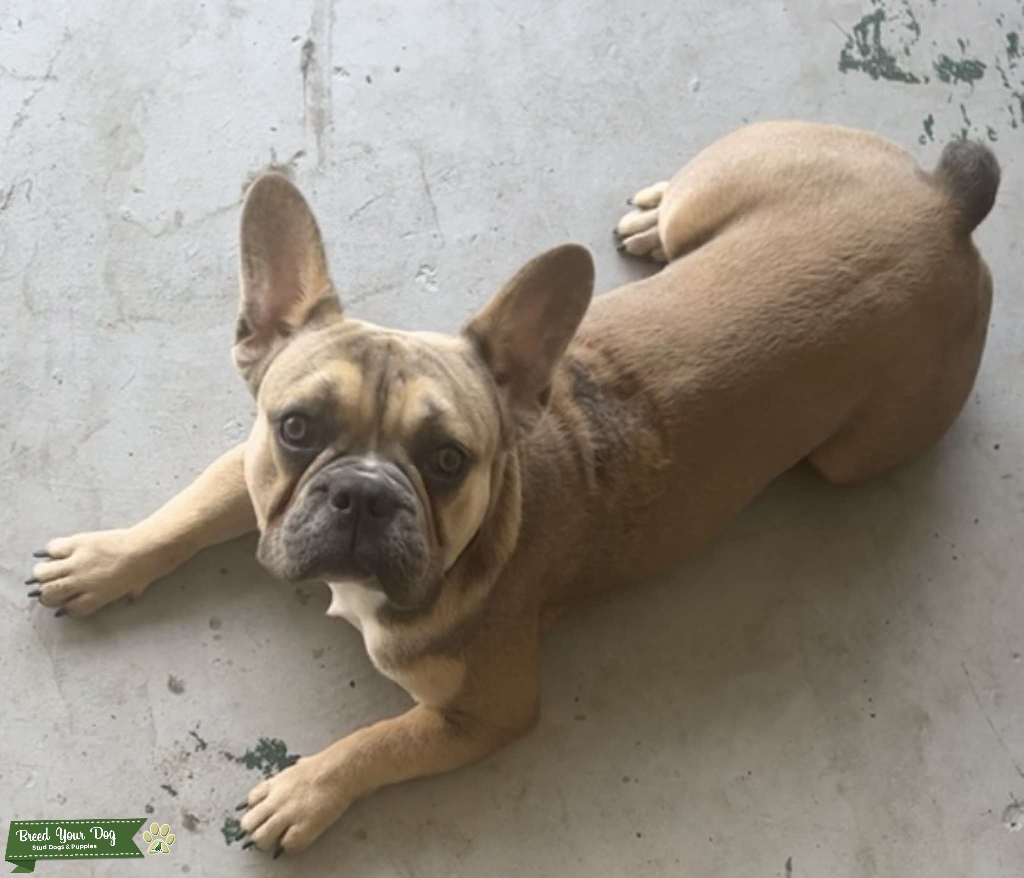 Blue Fawn French bulldog - Stud Dog in Florida , the United States ...