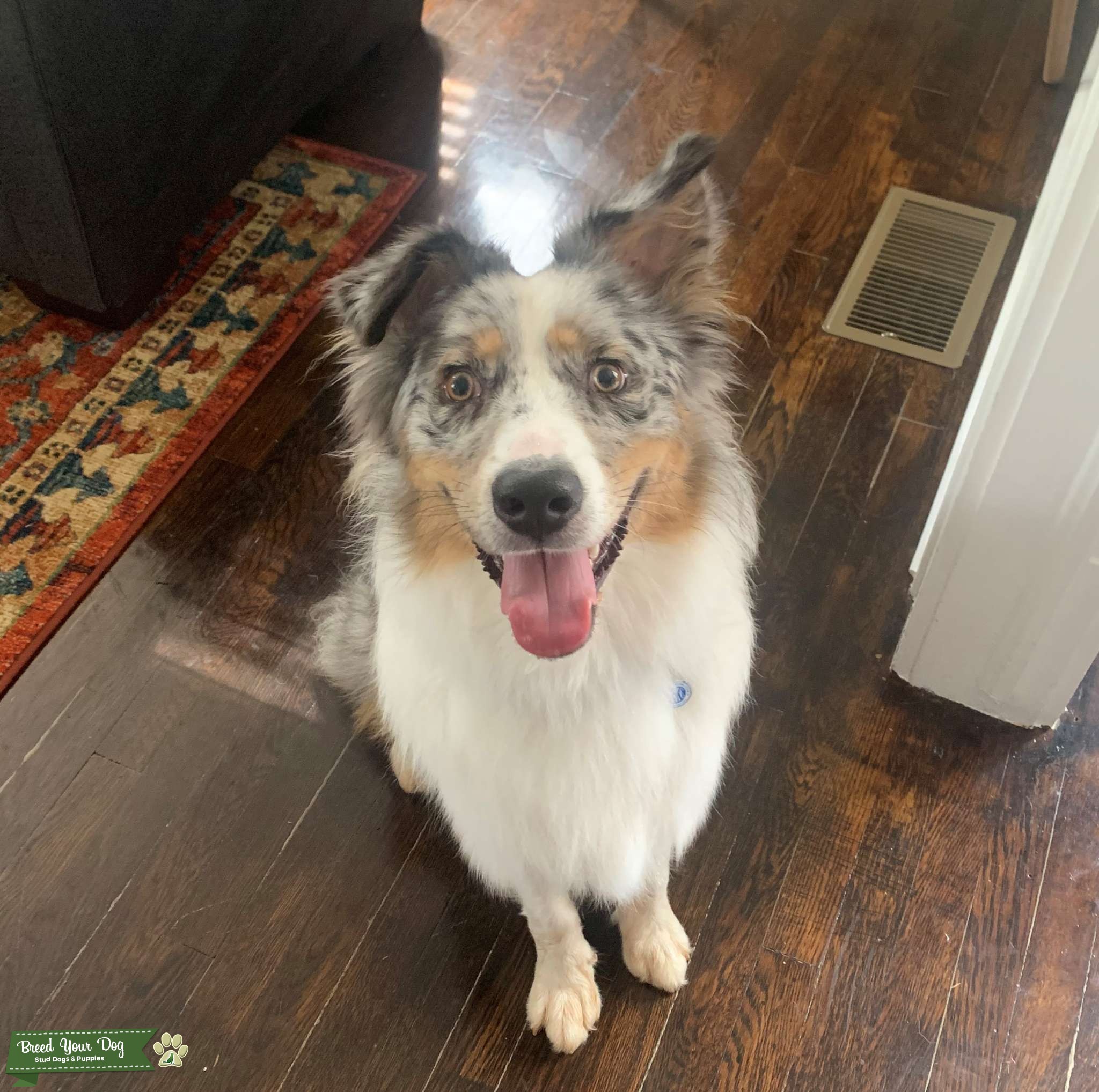 Blue Merle Aussie - 4th Gen AKC - Stud Dog in Northeast GA, the United ...