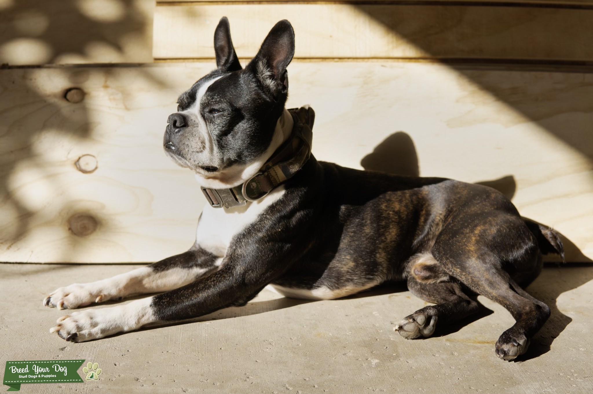 Boston stud - Stud Dog in California , the United States | Breed Your Dog