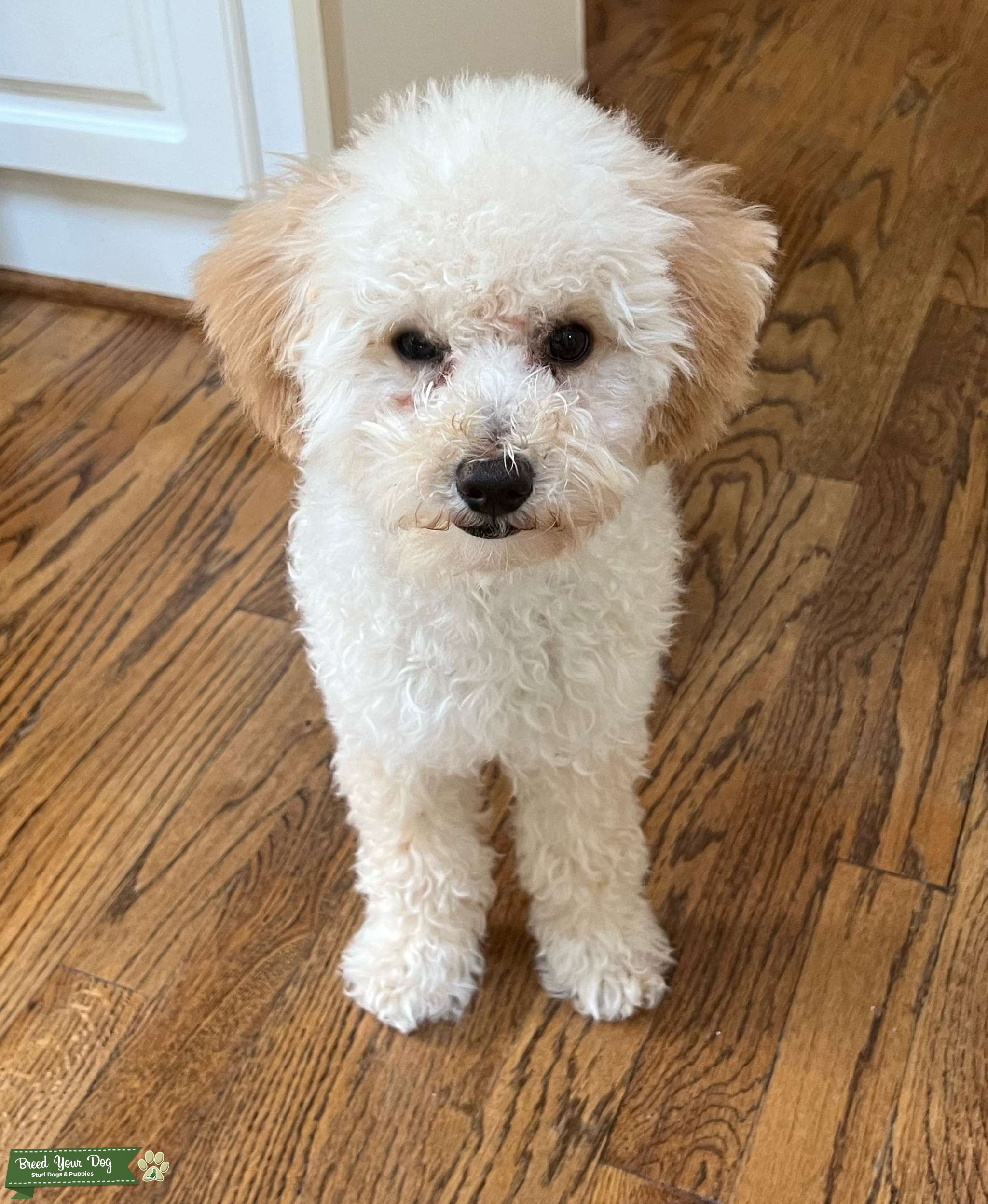 Bichapoo designer dog available for breeding - Stud Dog in Atlanta ...