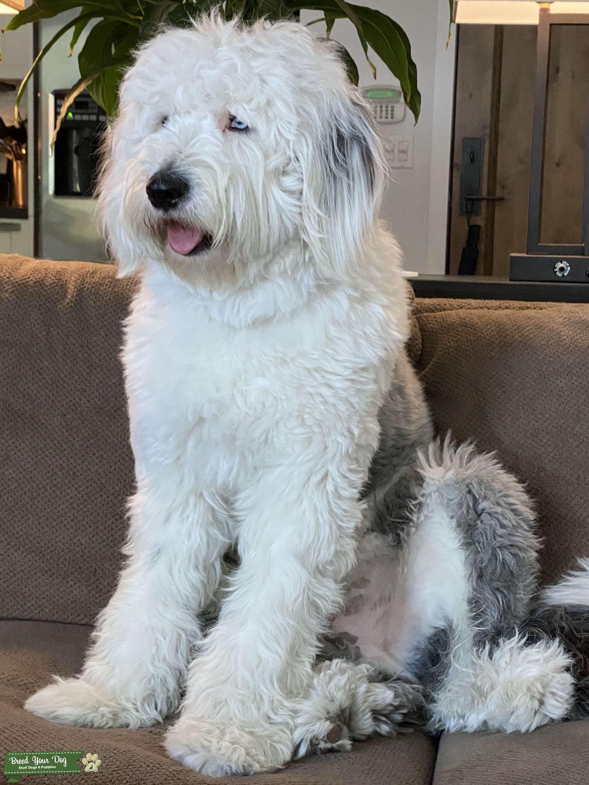 Hollywood Stud - Stud Dog in CA, United States | Breed Your Dog