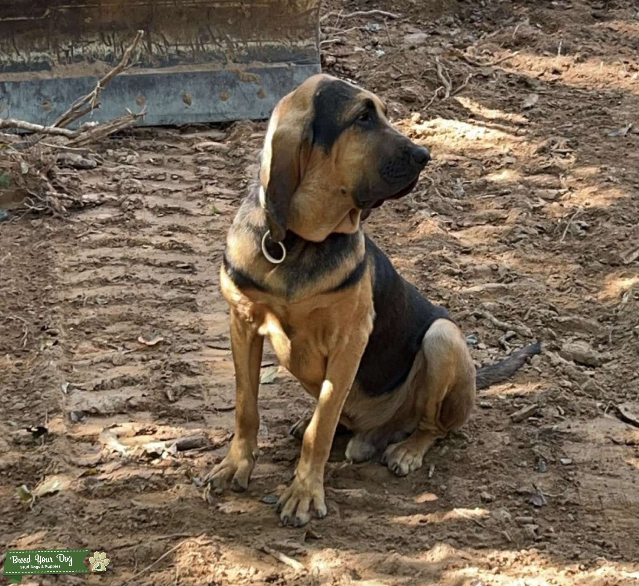 Stud muffin - Stud Dog in NC, the United States | Breed Your Dog