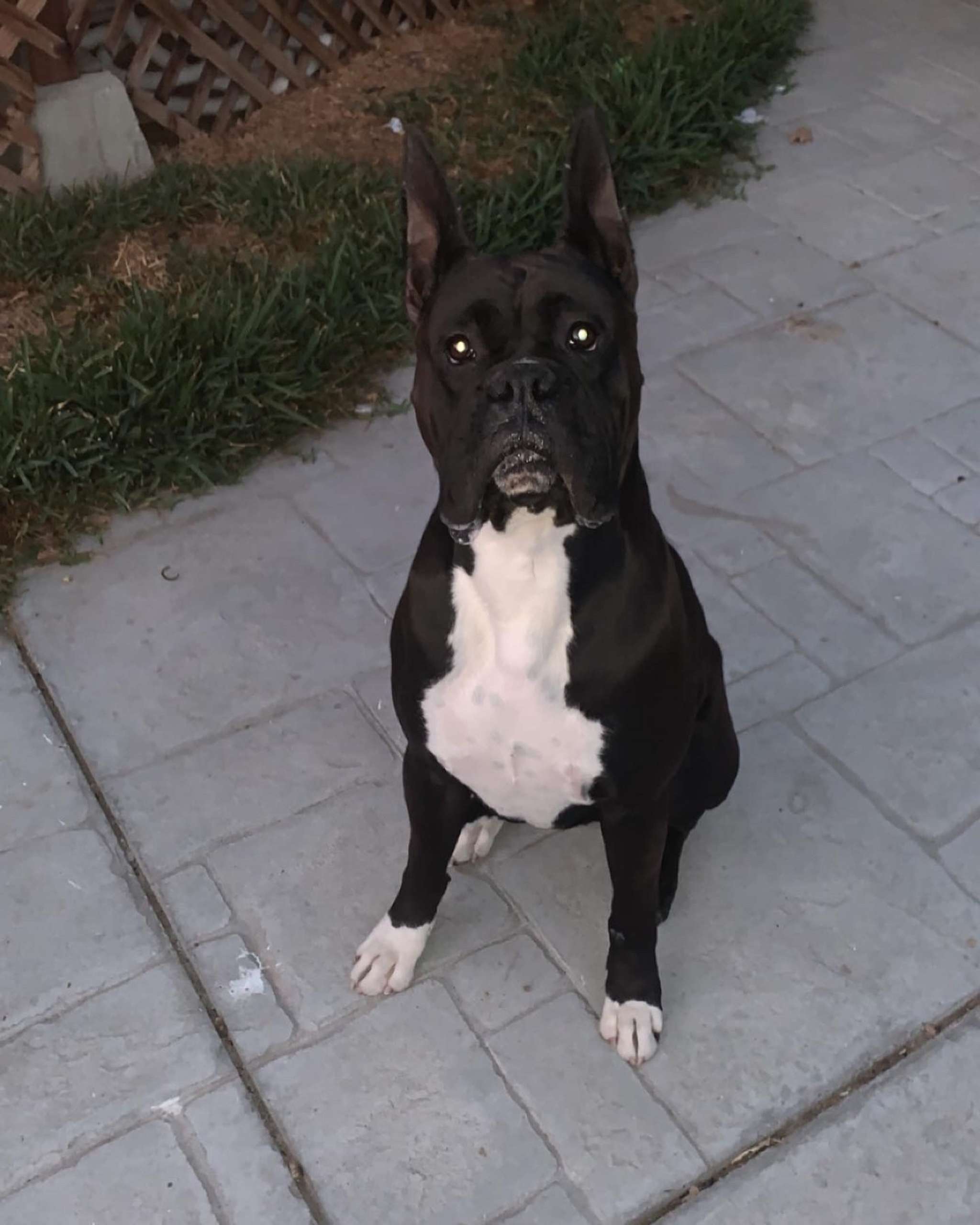 Beautiful Reverse Brindle - Stud Dog in Orange County, Southern ...