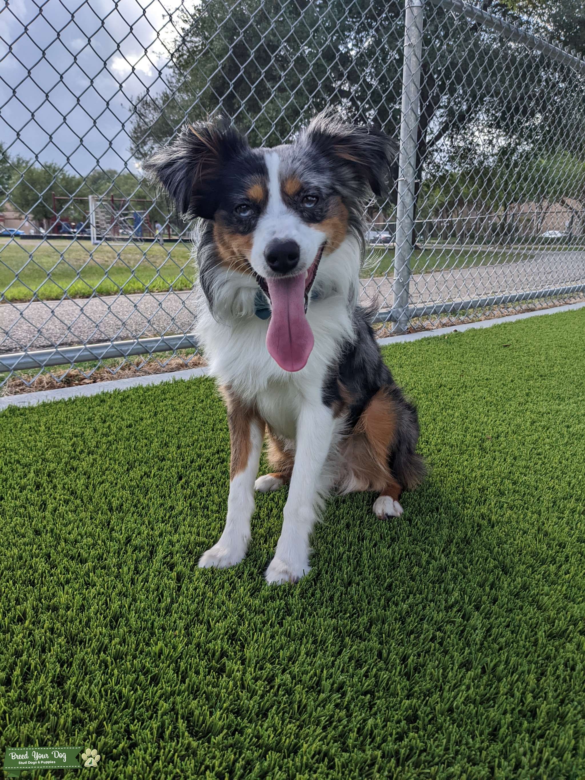 Blue Merle Miniature Australian Shepherd Stud - Stud Dog Texas - Breed ...