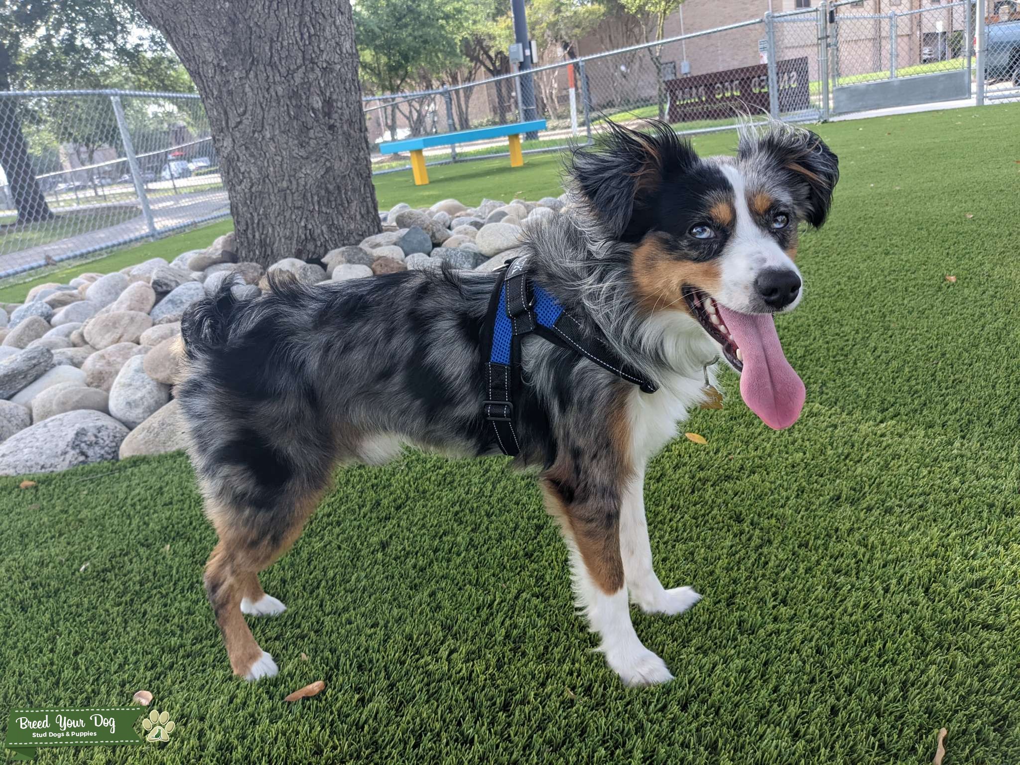 Blue Merle Miniature Australian Shepherd Stud - Stud Dog Texas - Breed ...