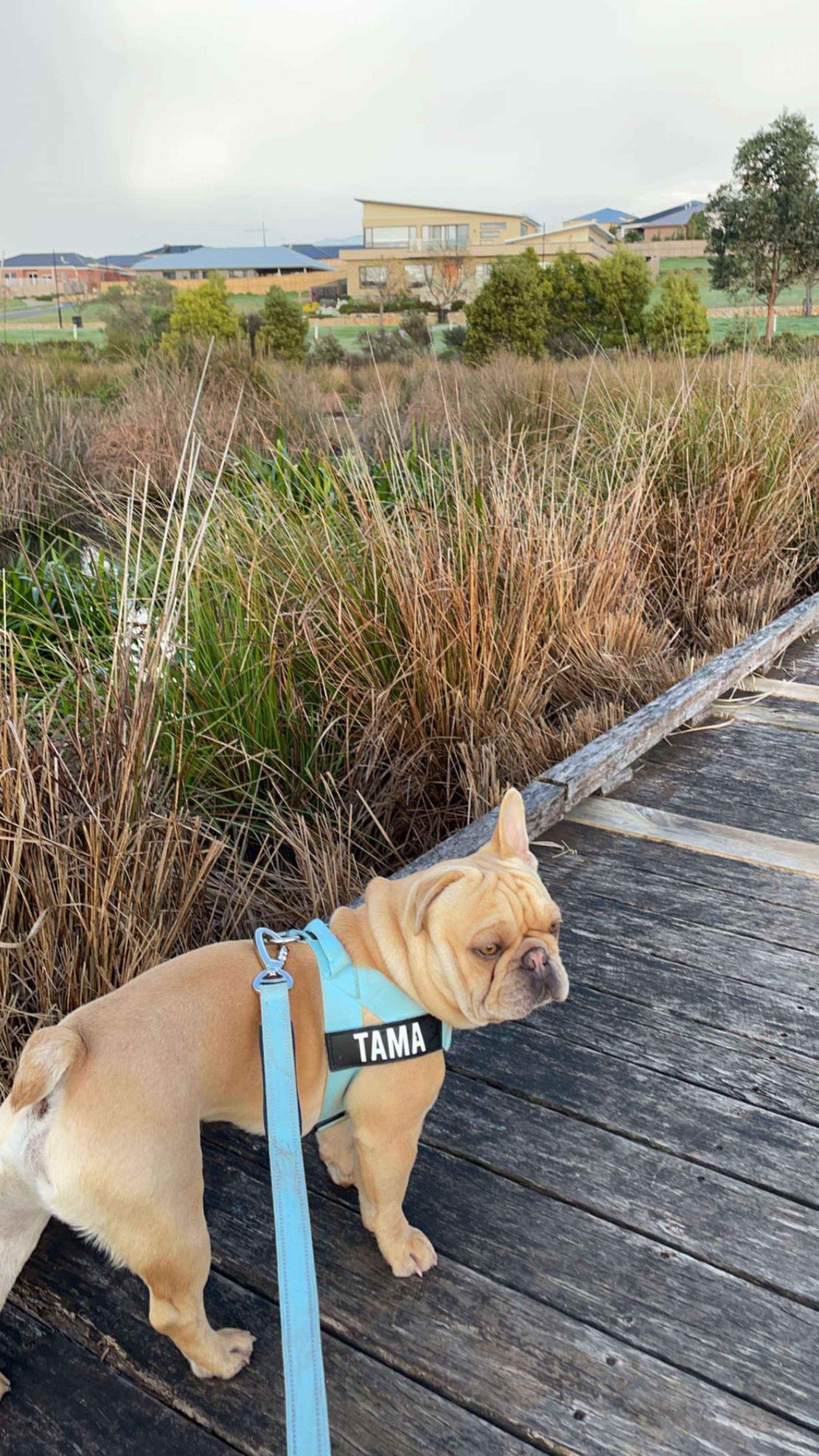 Stud dog - Stud Dog in Victoria , Australia | Breed Your Dog