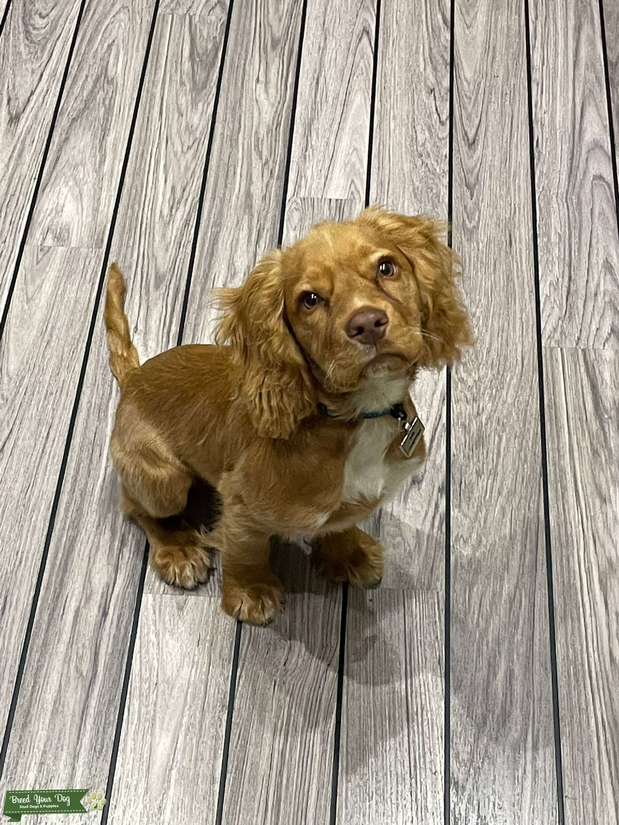 Golden cocker Spaniel - Stud Dog in Aberdeen, the United States | Breed ...