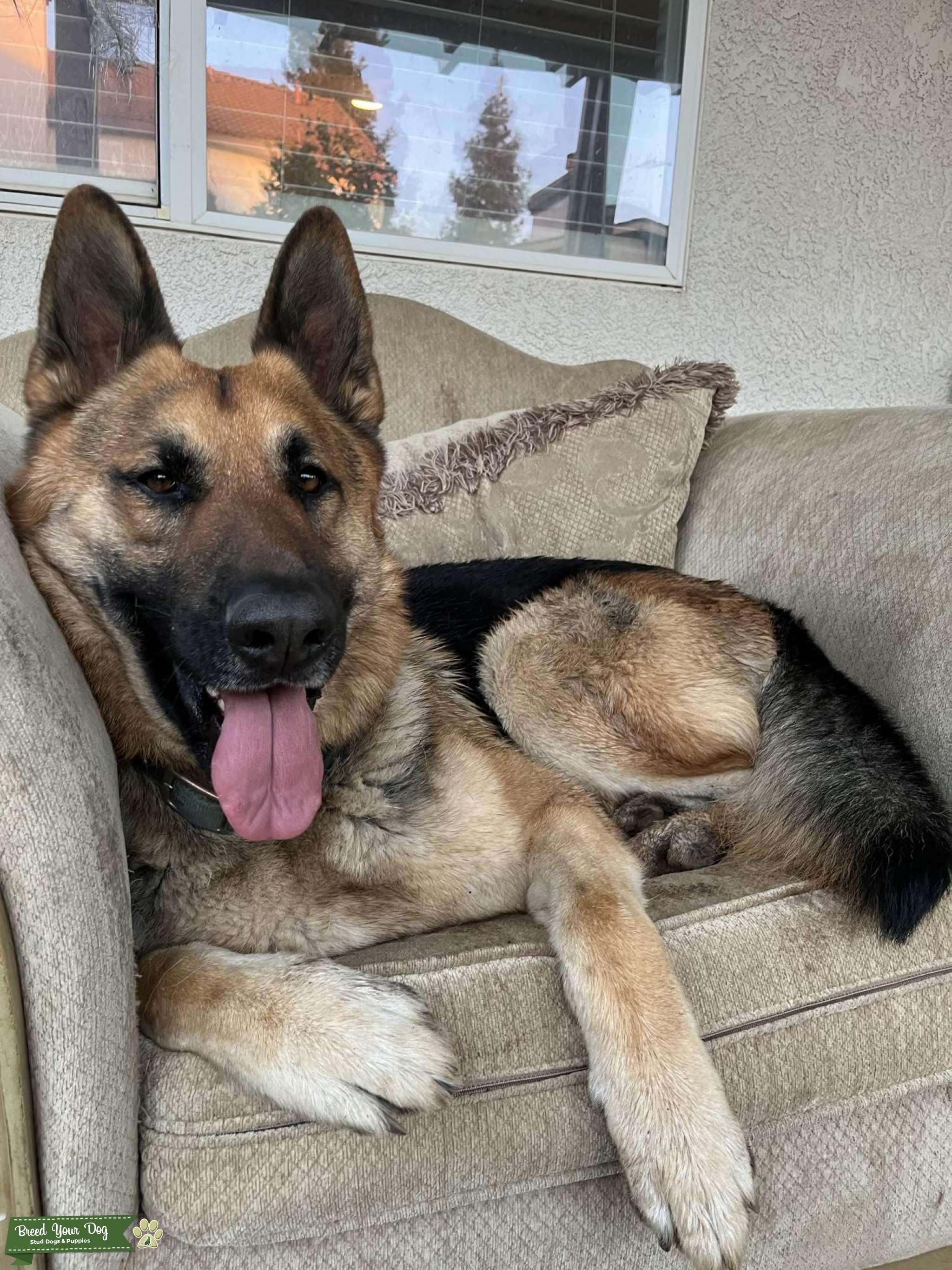 Looking for Female (Any Large breed) - Stud Dog Sacramento - Breed Your Dog