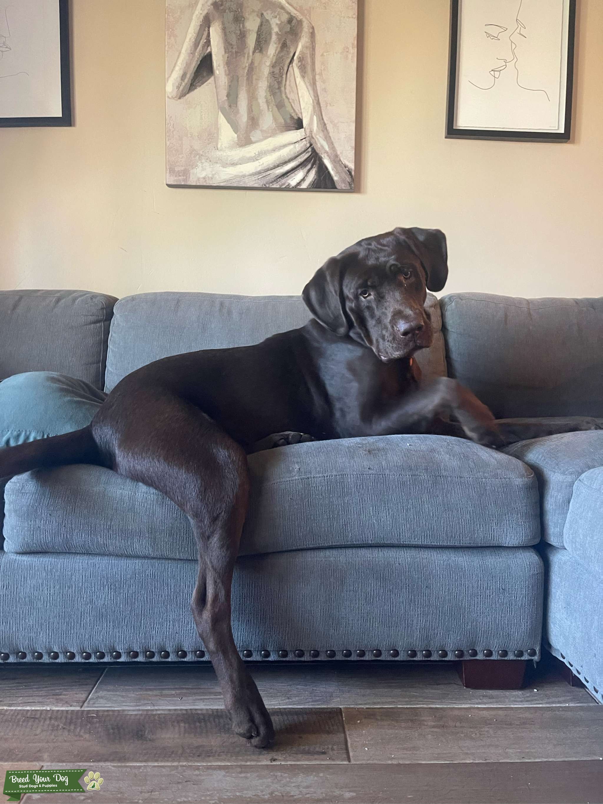 Chocolate Lab Stud Service - Stud Dog in San Francisco Bay Area, United ...