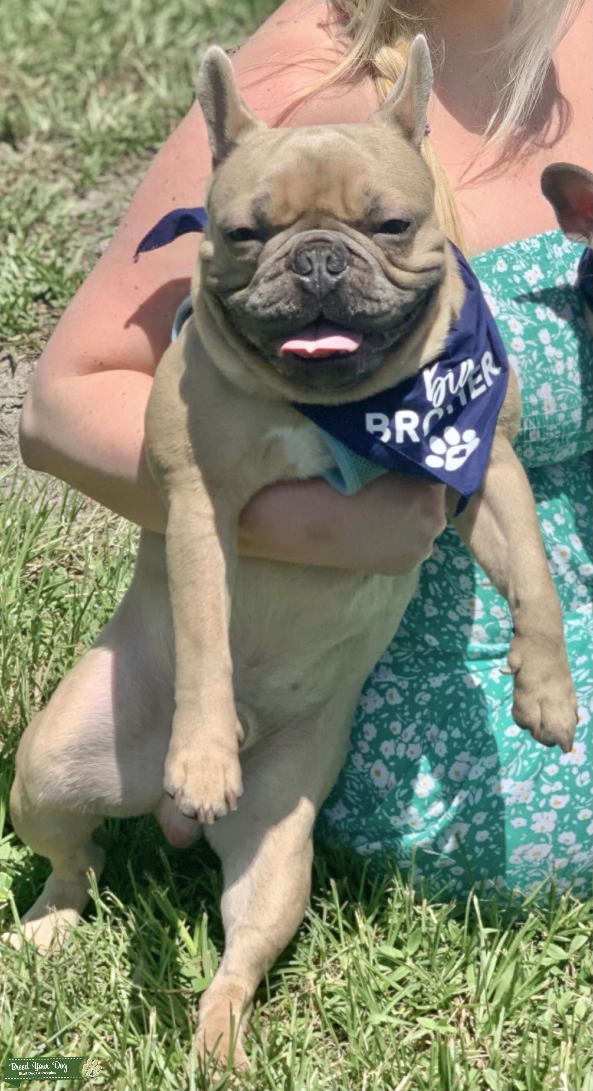 Blue Fawn Stud looking for a Female - Stud Dog in Florida, the United ...