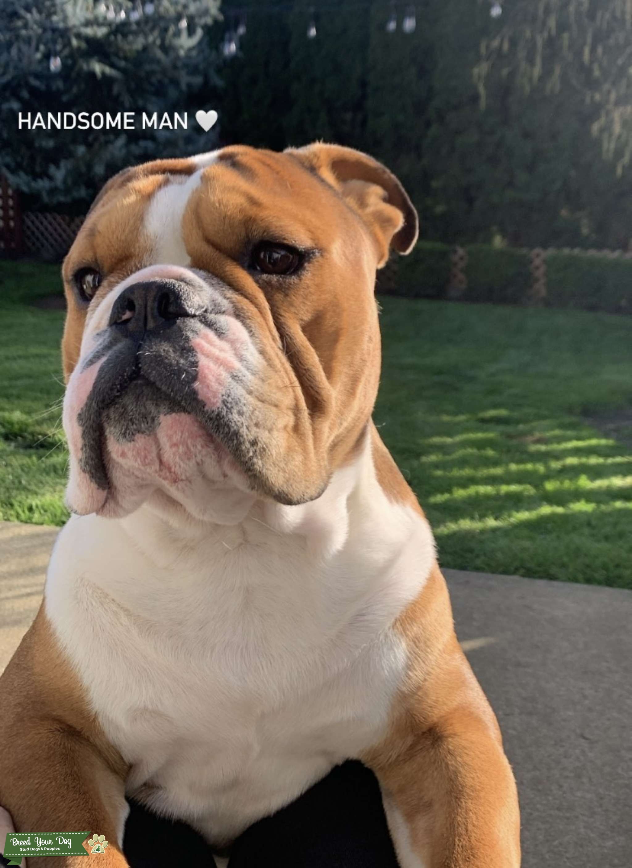 Pure bred AKC English Bulldog - Stud Dog in Oregon, the United States ...