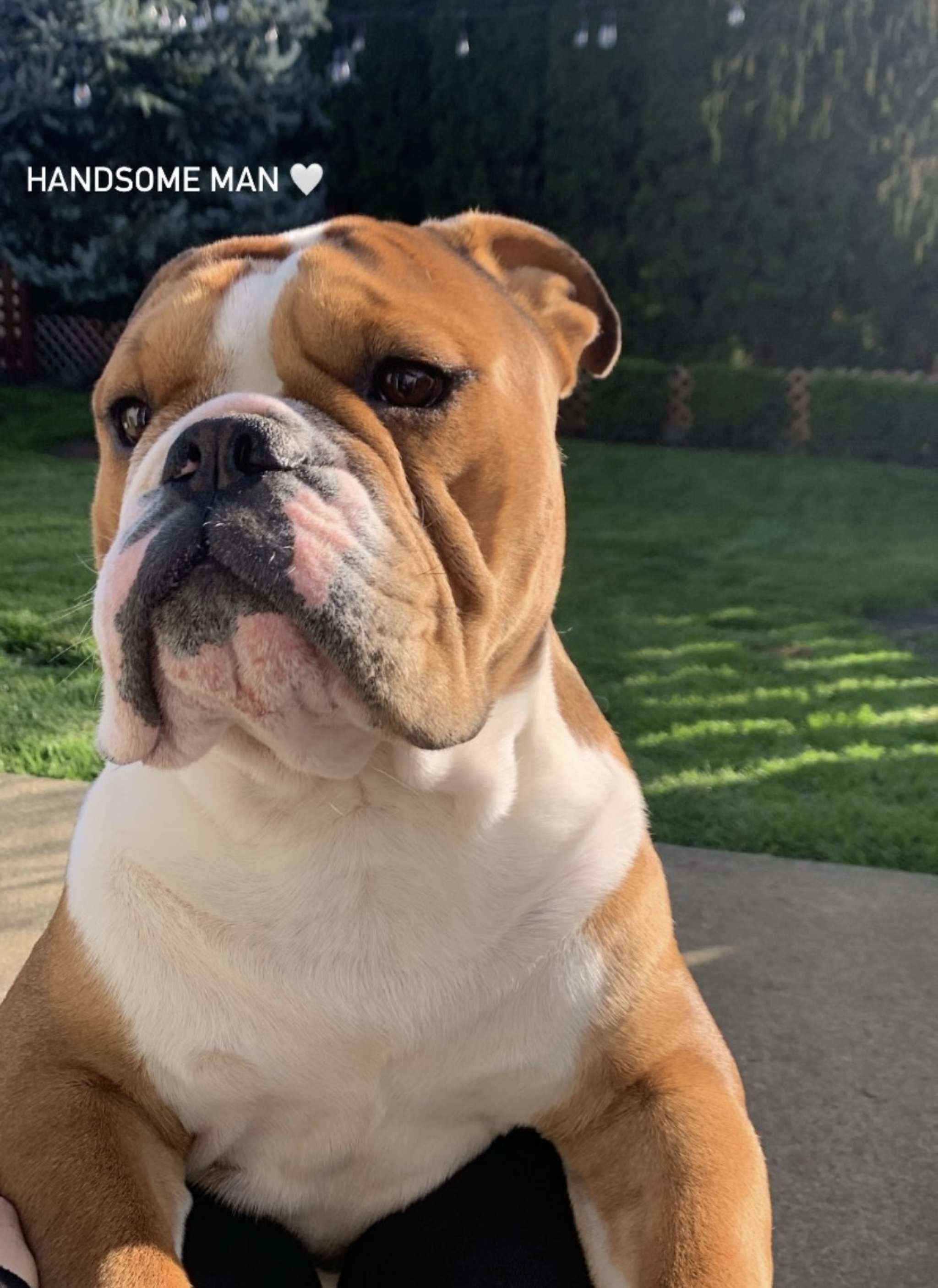 Pure bred AKC English Bulldog - Stud Dog in Oregon, United States ...