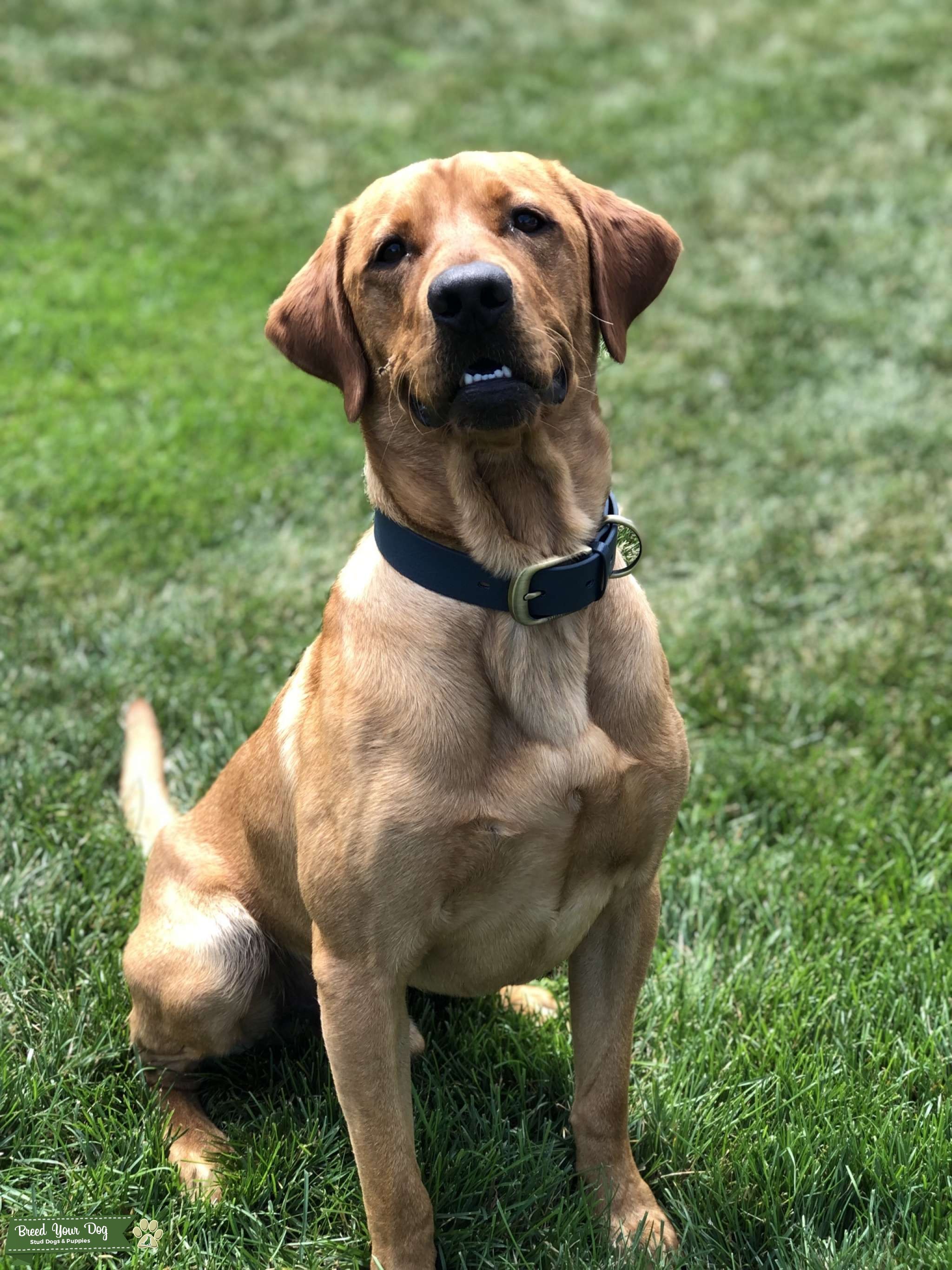 AKC American Labrador Retriever - Stud Dog in Fox Valley , the United ...