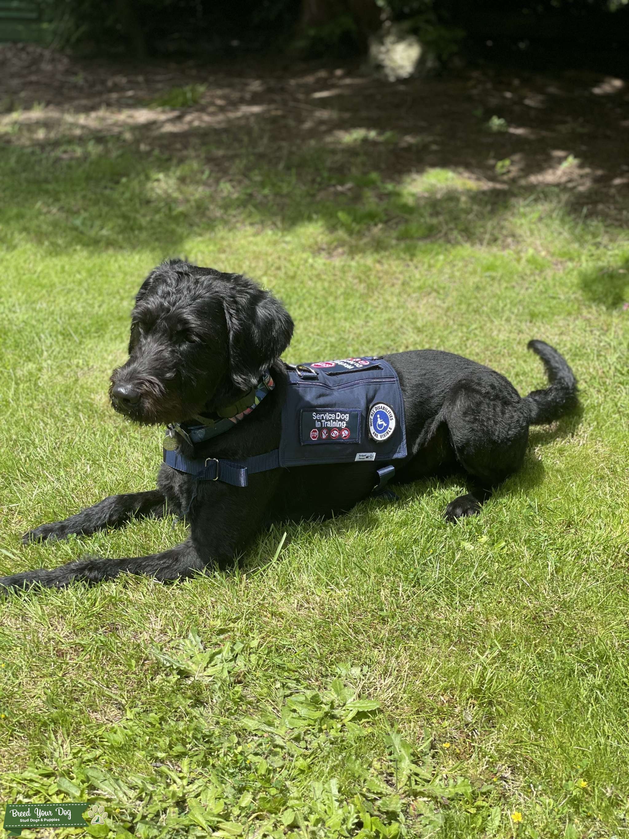 Male Black Labradoodle Service Dog - Stud Dog Oregon - Breed Your Dog