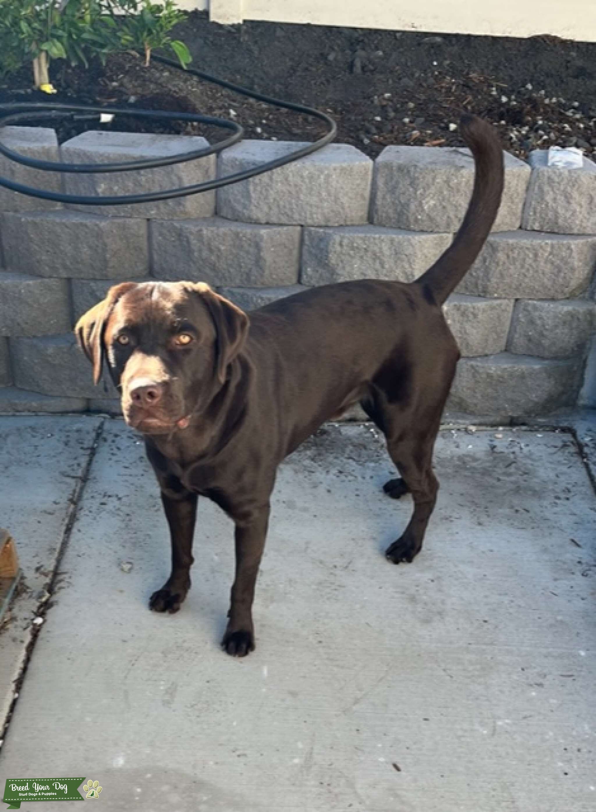 Chocolate Labroador - Stud Dog in Southern California, the United ...