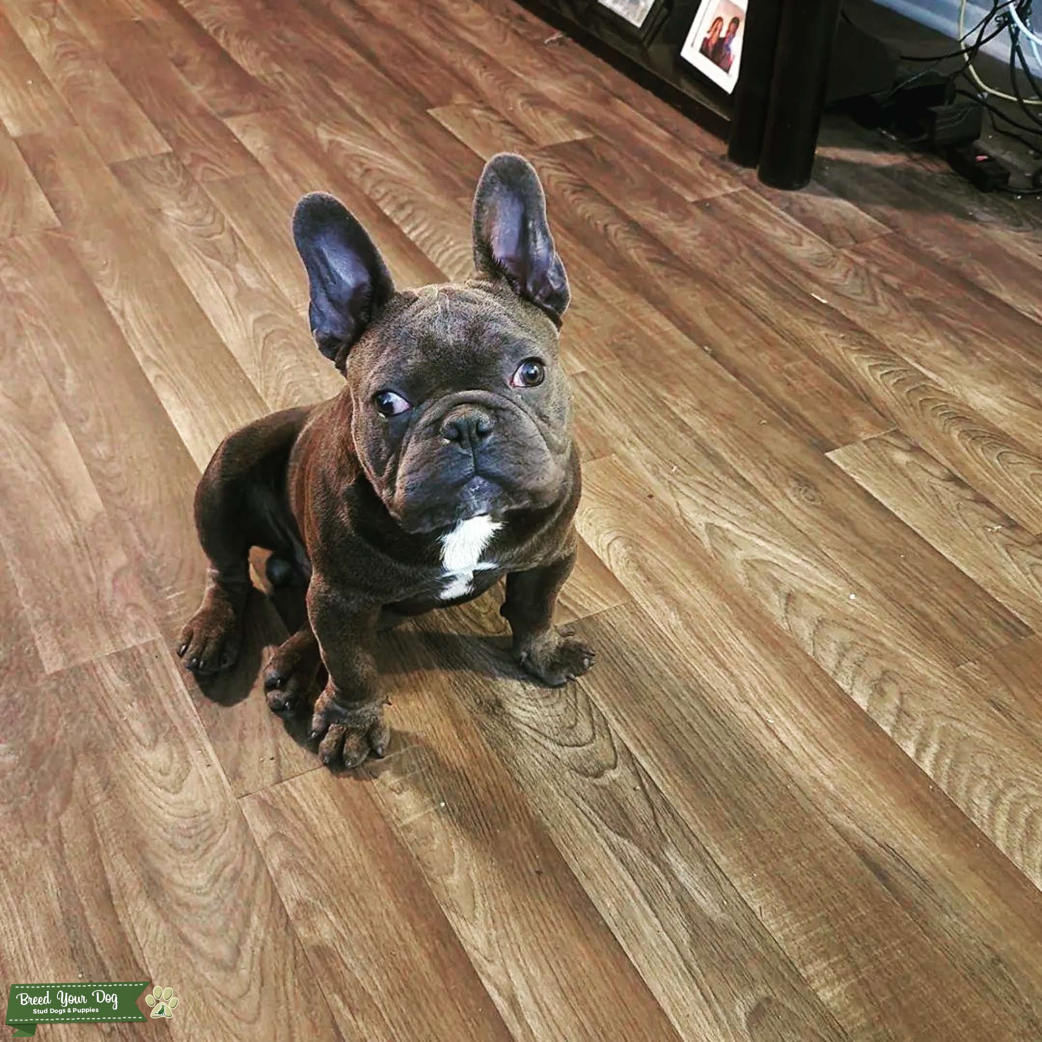 Male frenchie - Stud Dog California - Breed Your Dog