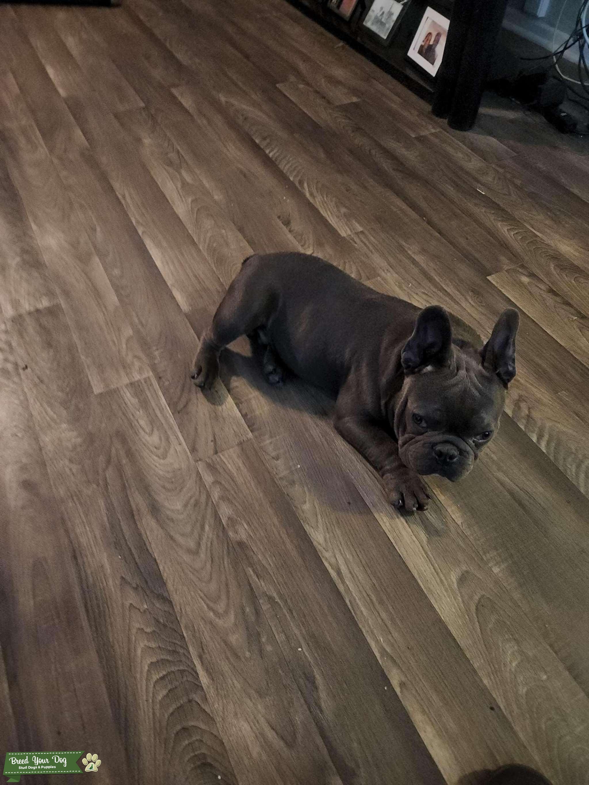 Male frenchie - Stud Dog California - Breed Your Dog