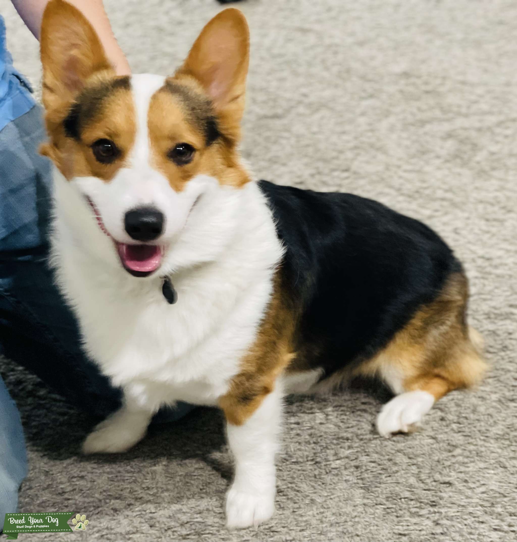 Pembroke Welsh Corgi Stud - Stud Dog in Texas, United States | Breed ...
