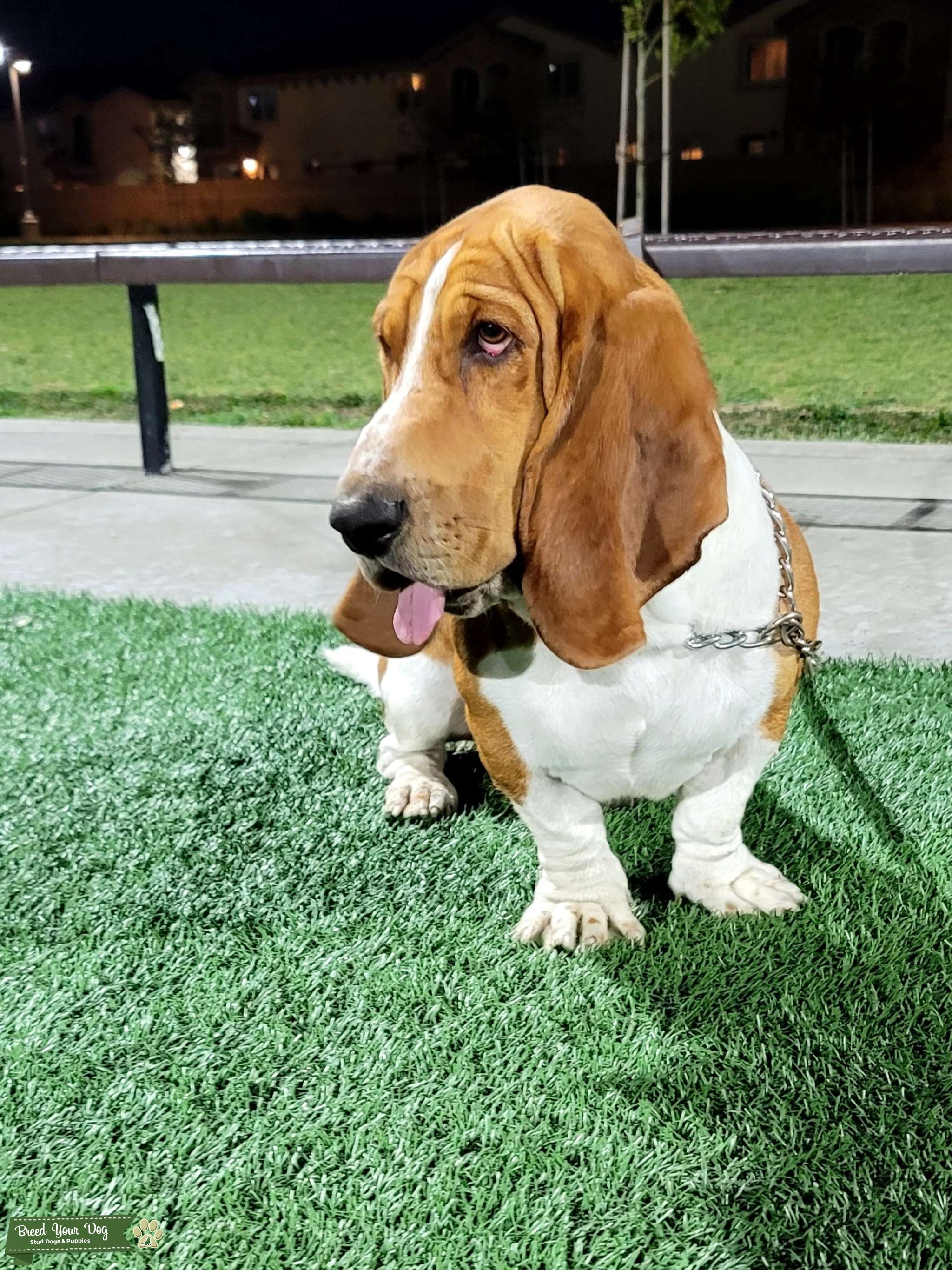Basset hound stud - Stud Dog in California, the United States | Breed ...