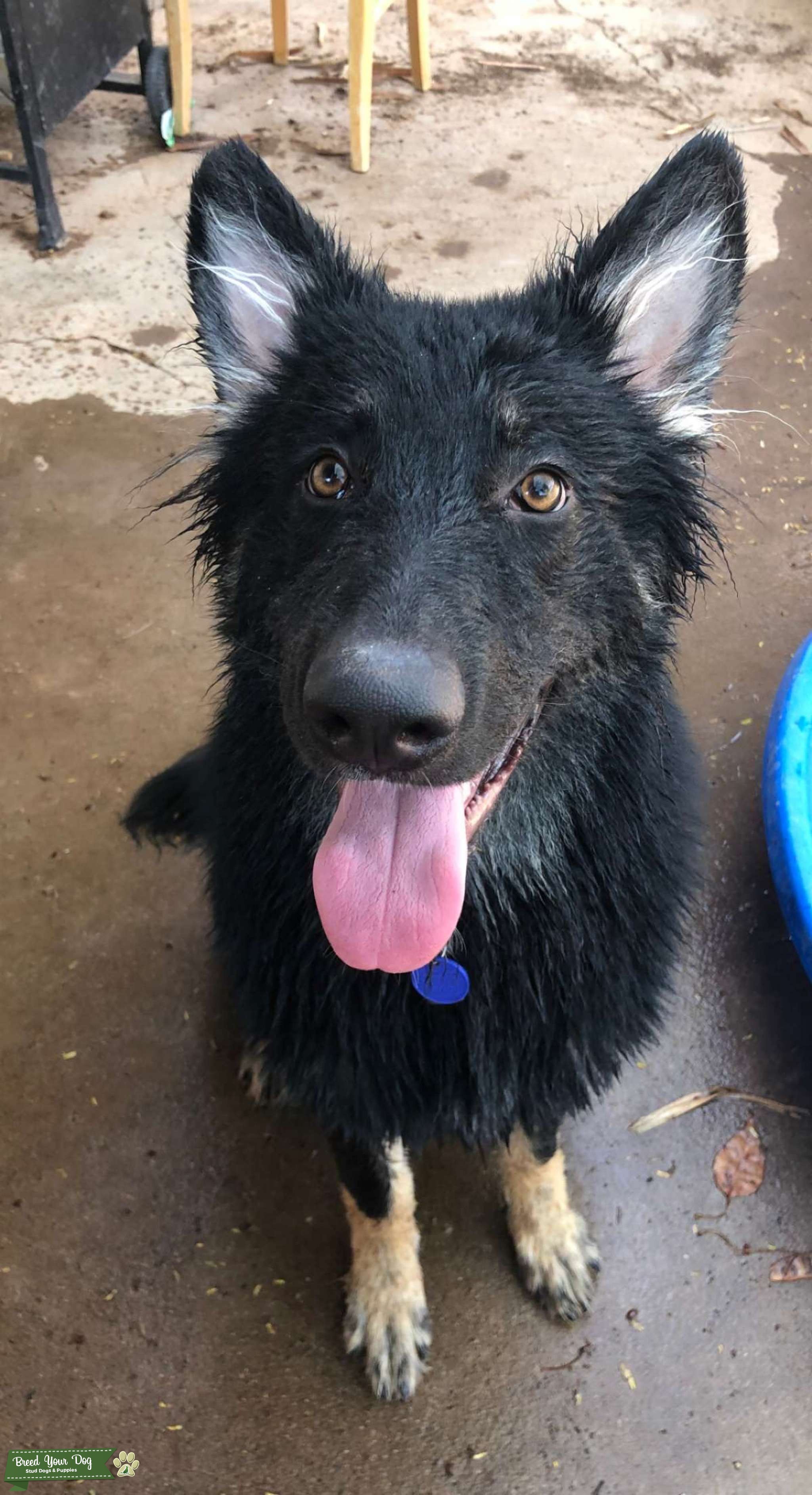 Long Haired Bi-Colored German Shepherd - Stud Dog in Tempe, Az ...