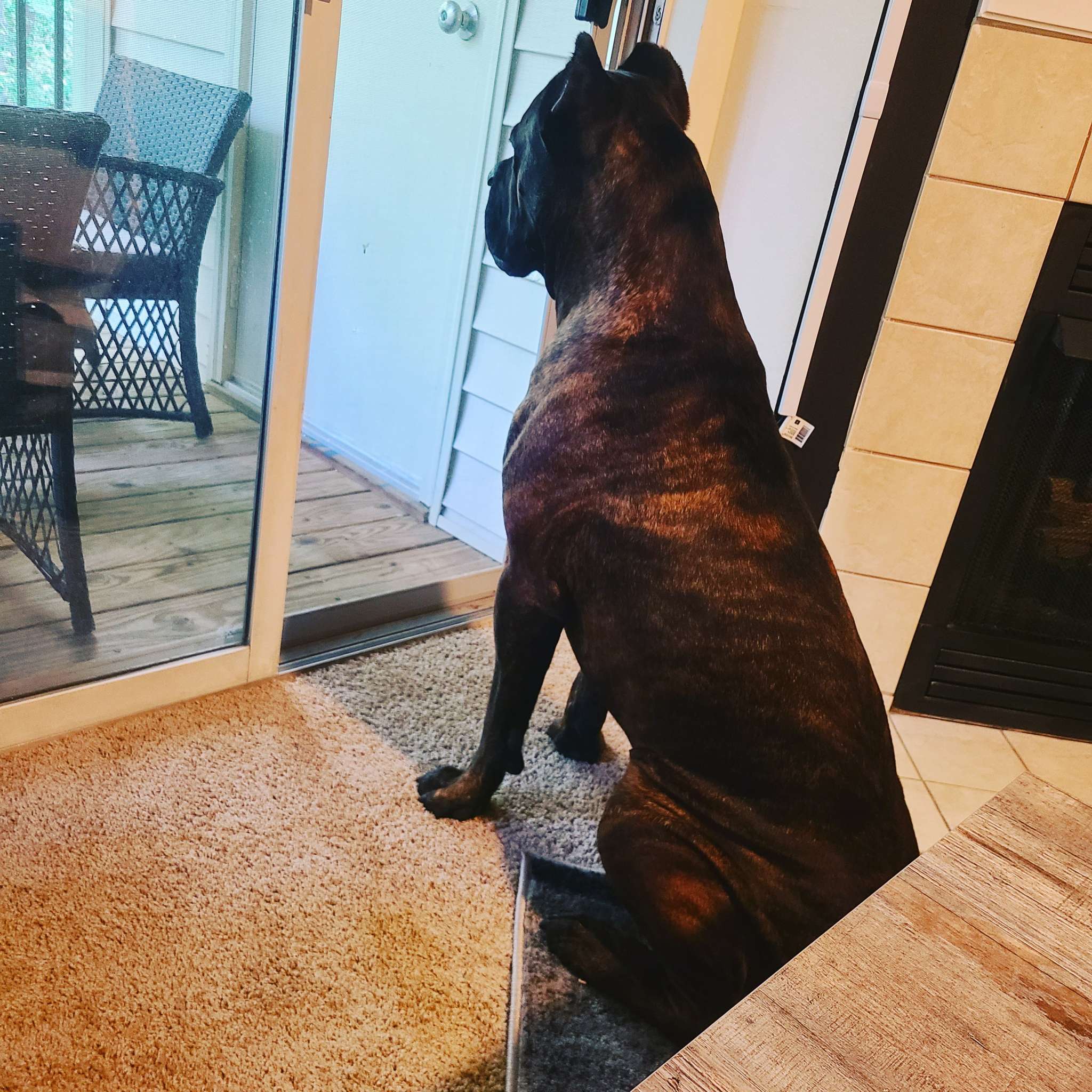 Chestnut Brindle Cane Corso - Stud Dog in Maryland, the United States ...