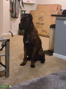 Chestnut Brindle Cane Corso - Stud Dog Maryland - Breed Your Dog